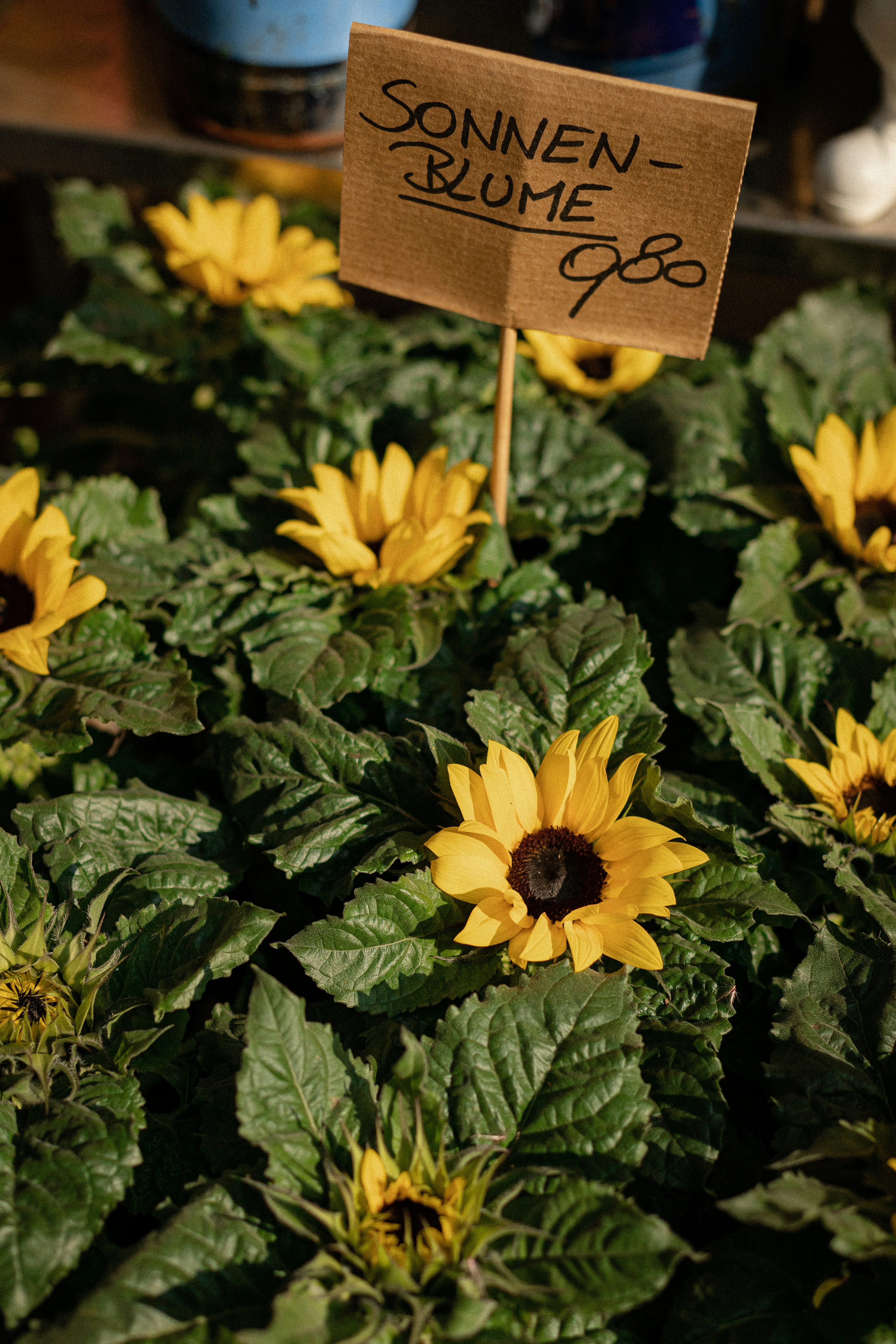 Sunflowers Under a Handwritten Sign: Sonnen-Blume Market in Bloom