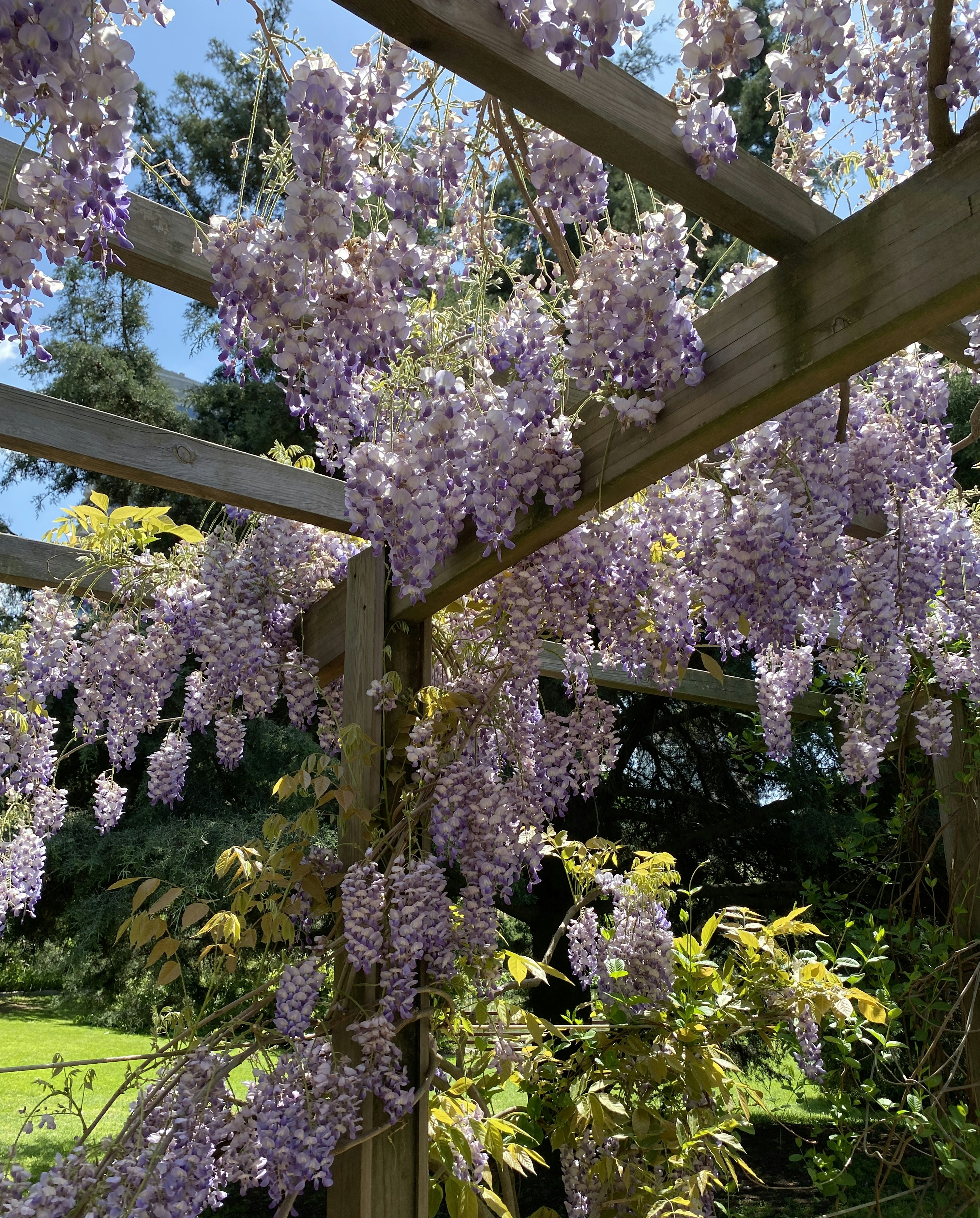 Wisteria Trellis in Bloom: Violet cascades under a sunlit pergola