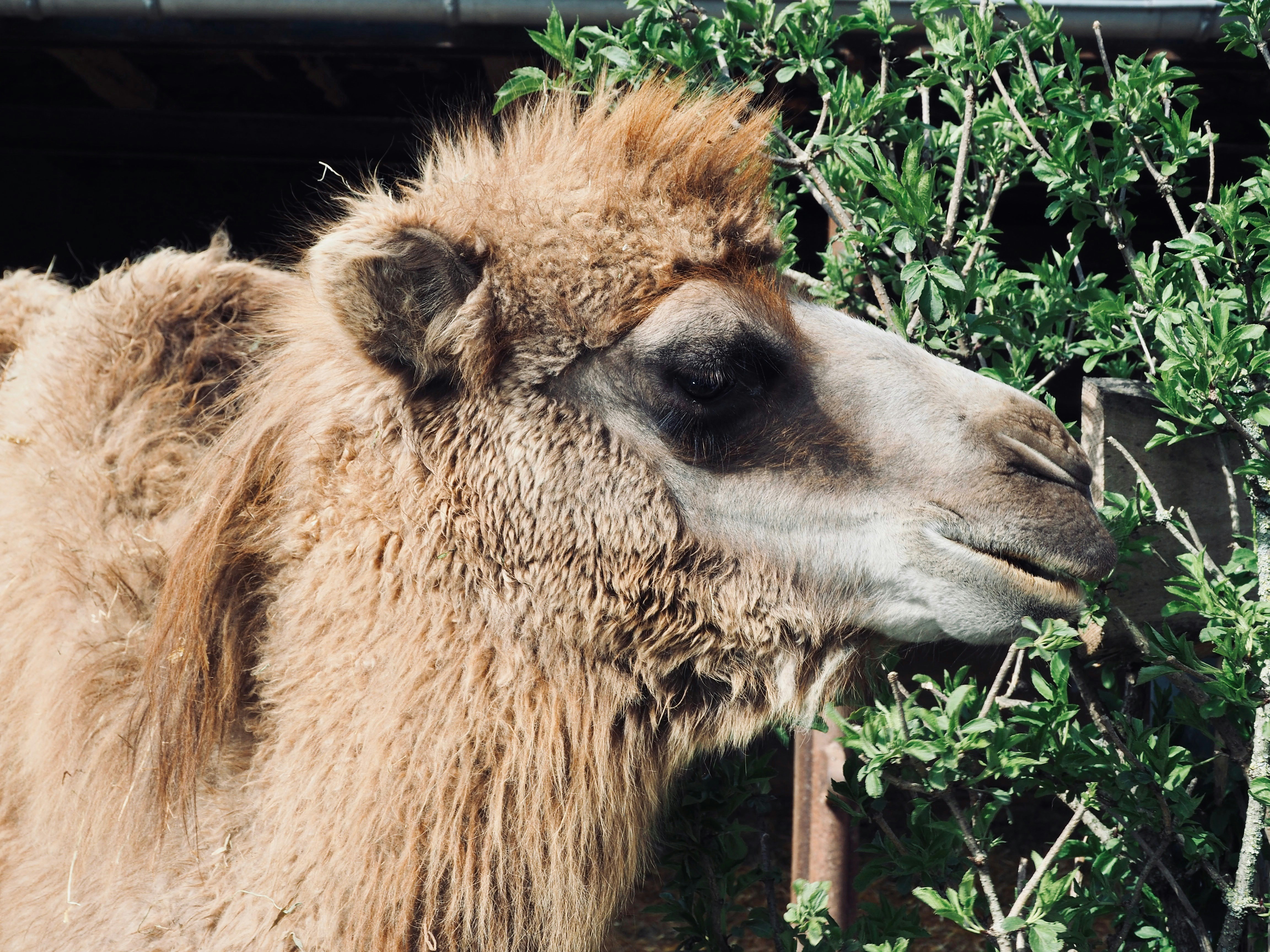 Close-up of a camel's head, showcasing its textured fur and expressive features against a backdrop of greenery.
