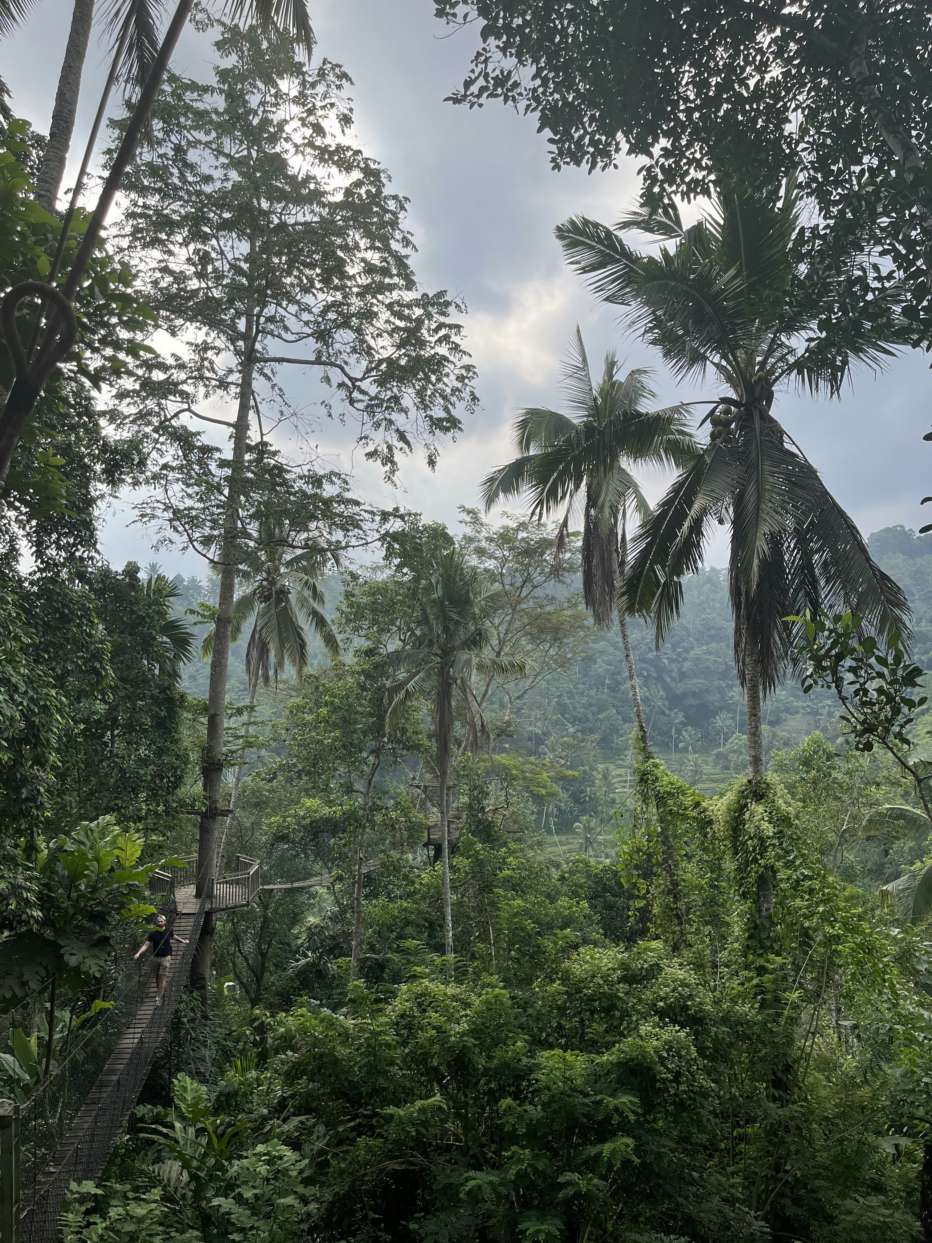 Mist-Kissed Boardwalk Winding Through a Tropical Canopy