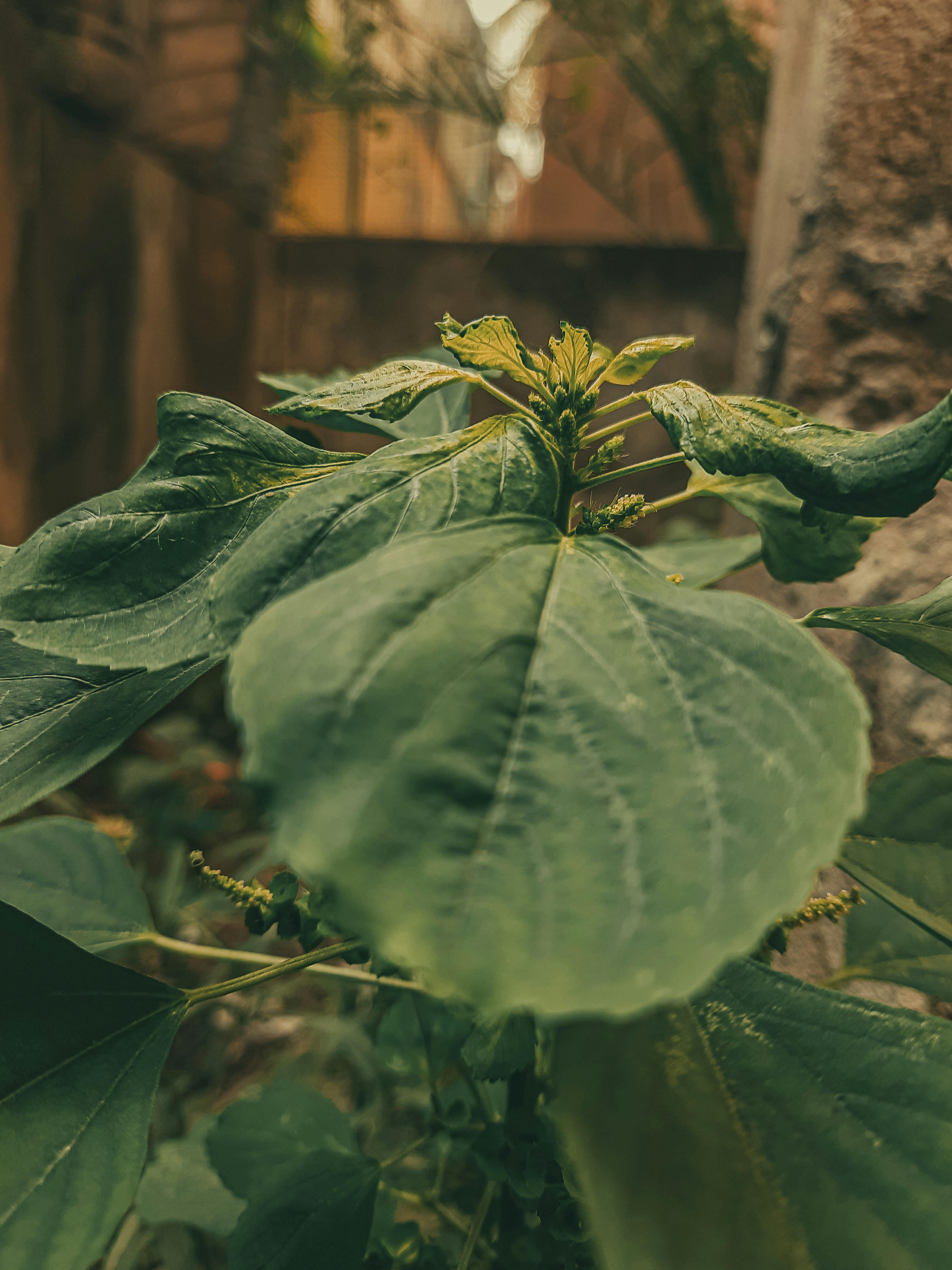 Close-up of a vibrant green leaf with budding shoots, surrounded by blurred foliage and urban backdrop.
