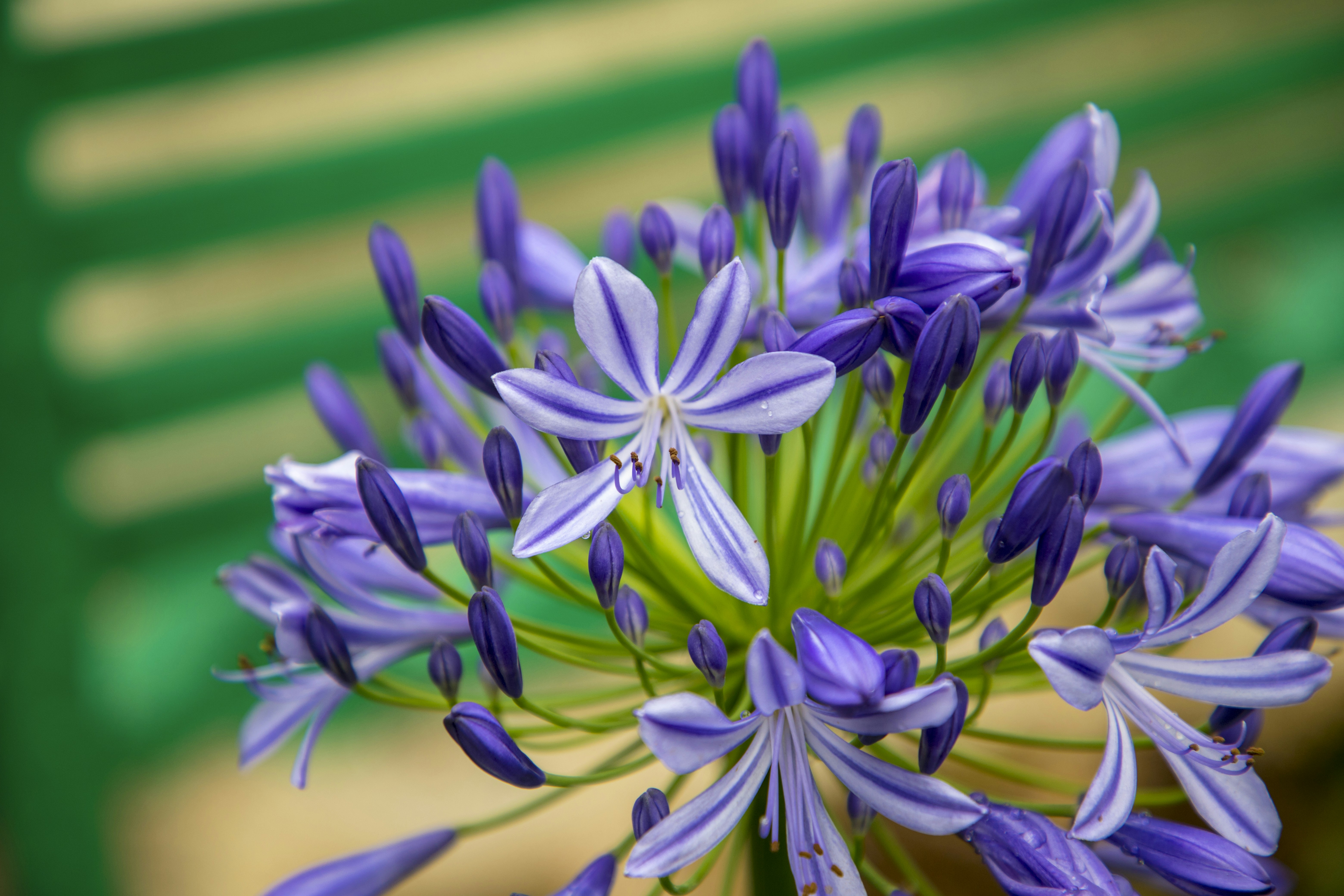 Un gros plan d’une fleur violette avec des tiges vertes photo – Photo ...