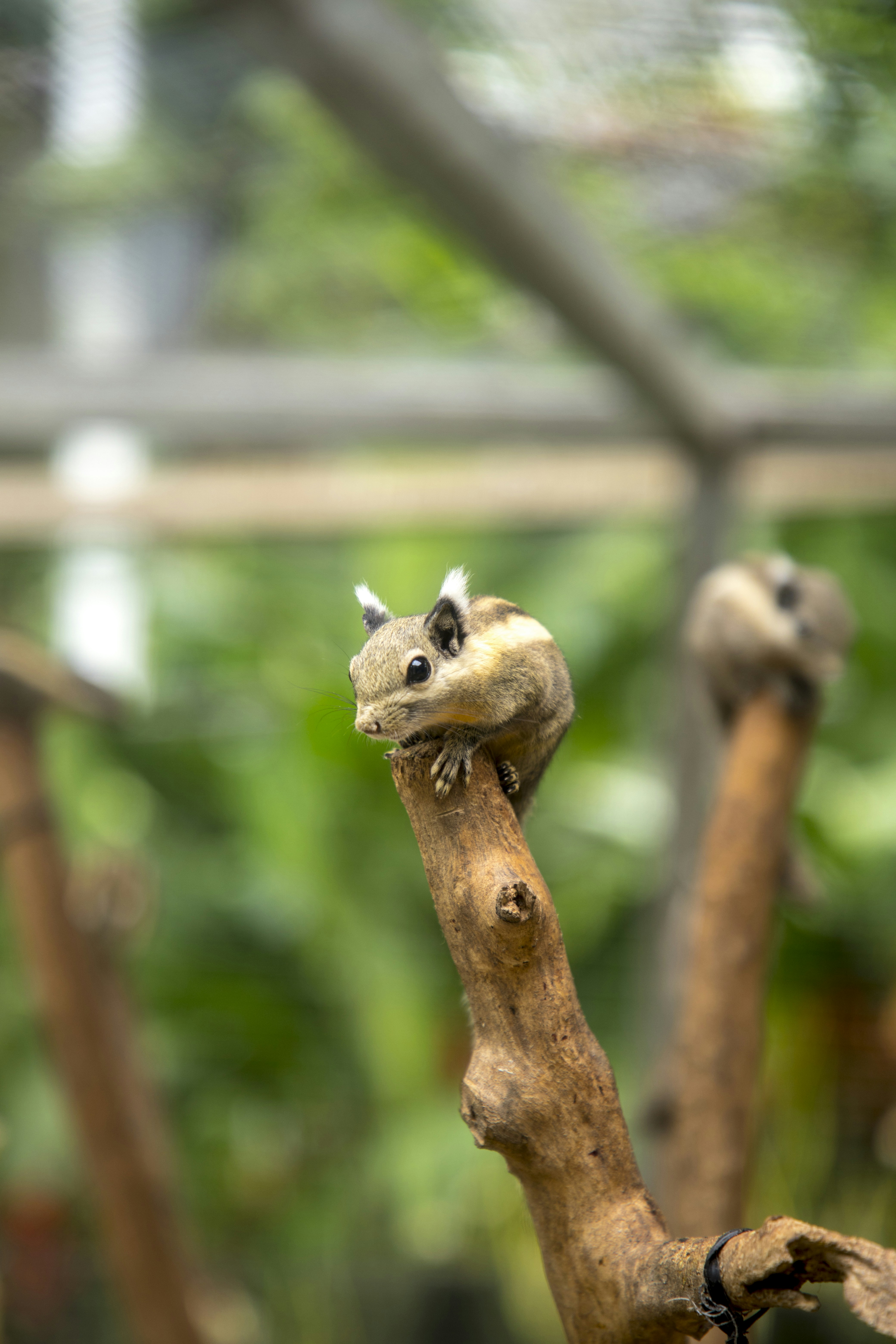 Beavers vs. Tree Squirrels - What's the Difference? | This vs. That