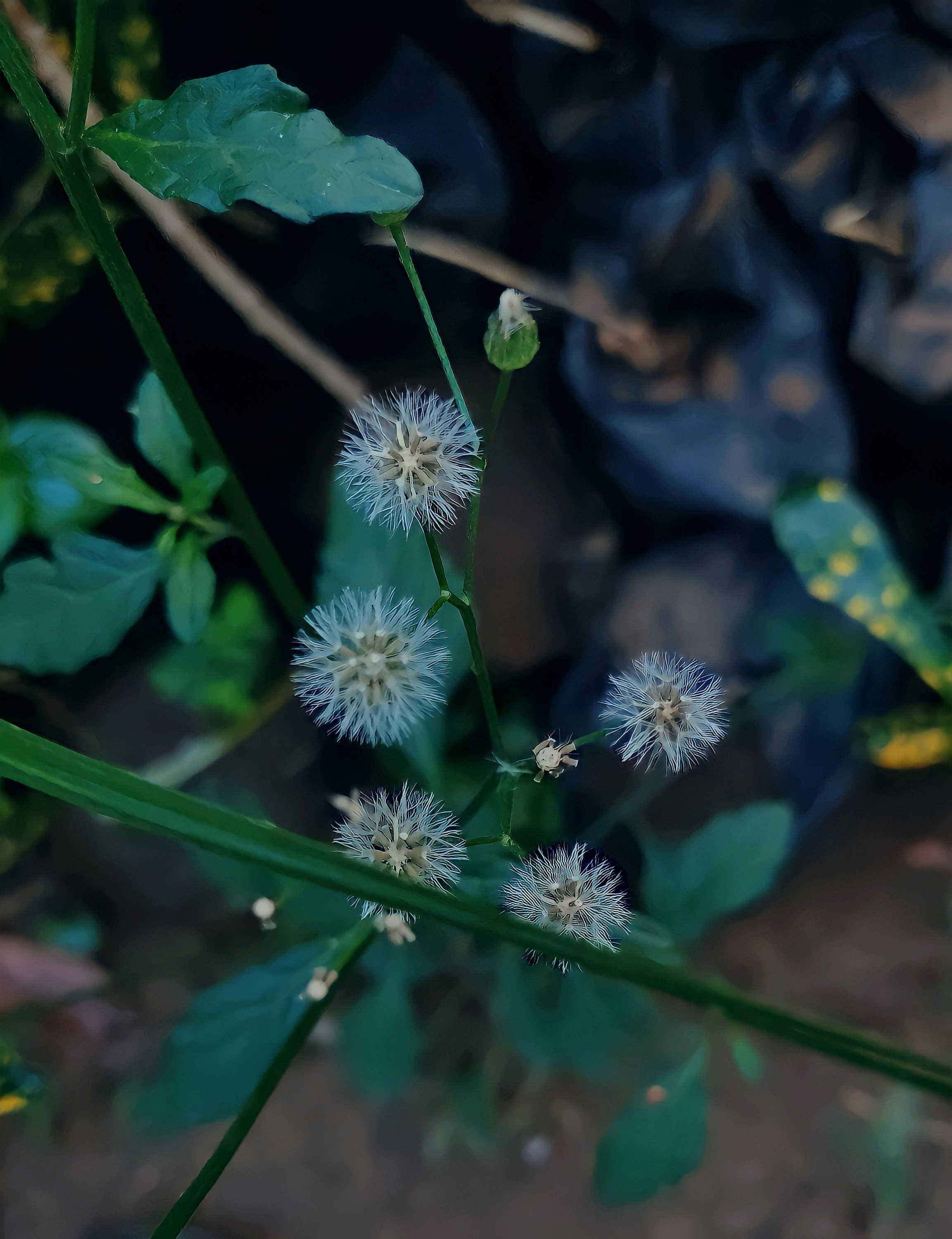Cluster of delicate wildflowers with feathery heads surrounded by green foliage. The background features dark, textured elements enhancing the floral details.