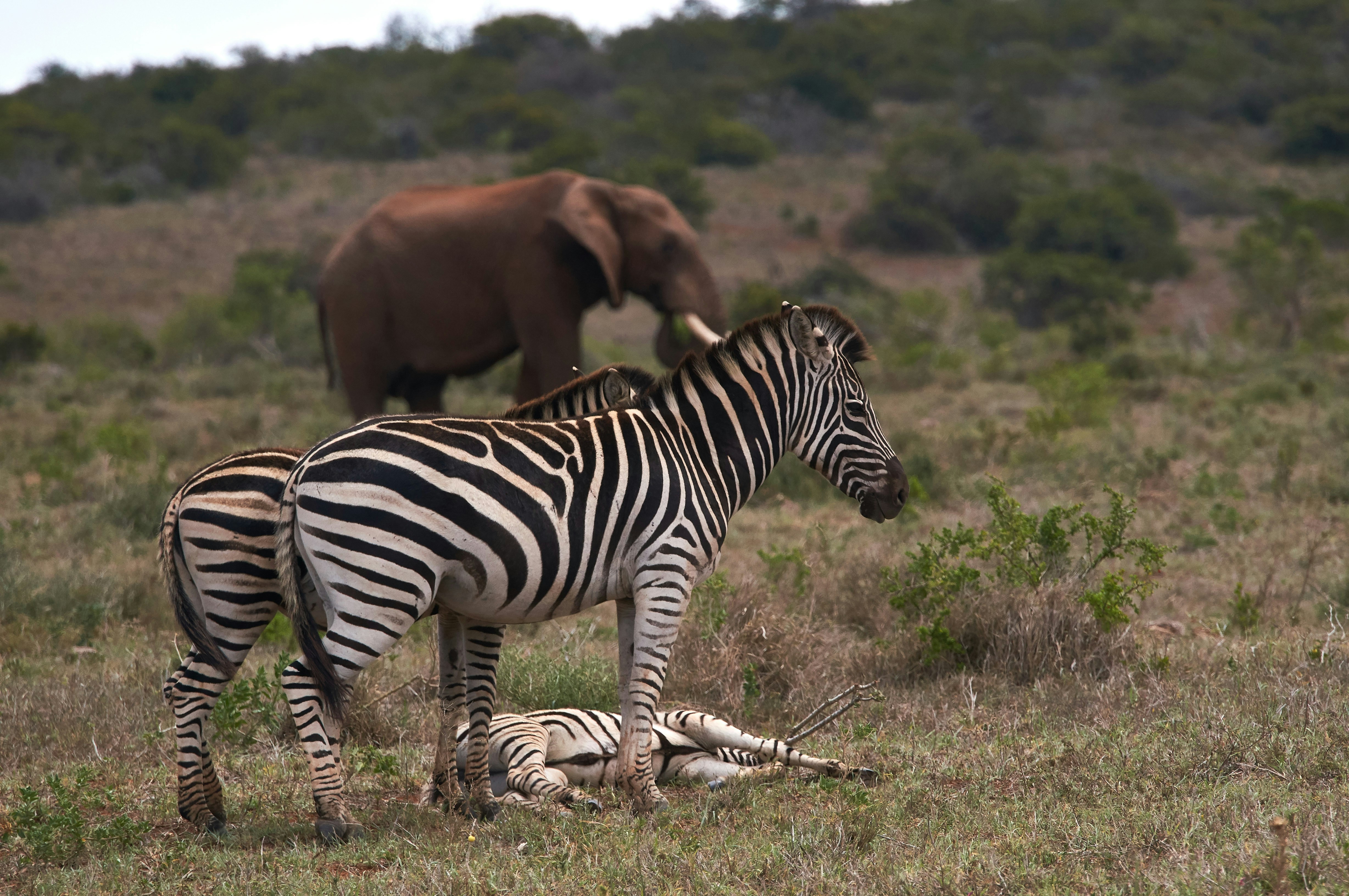 a couple of zebra standing on top of a grass covered field