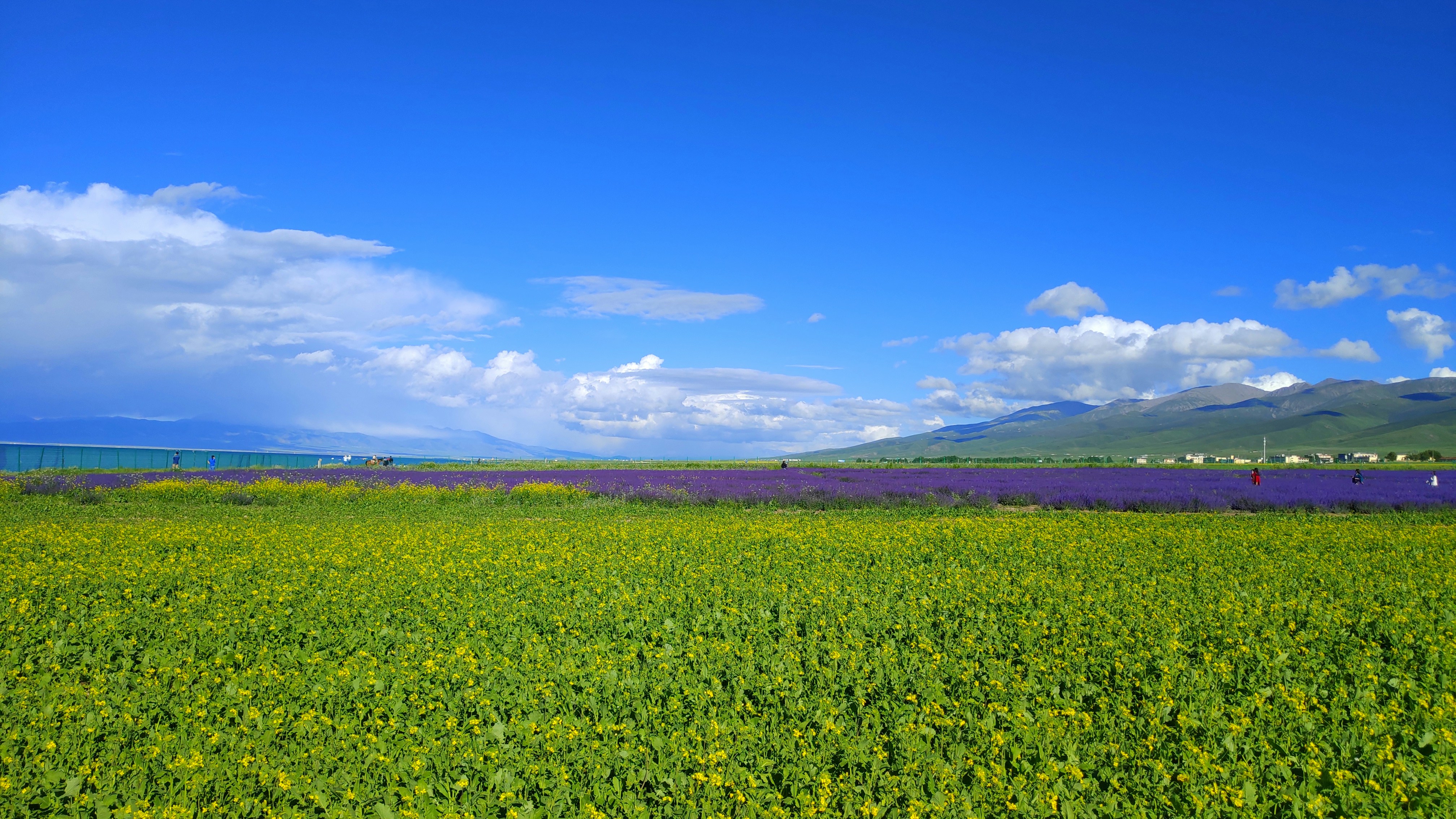Sea of Yellow: A Vast Field Under a Bright Sky