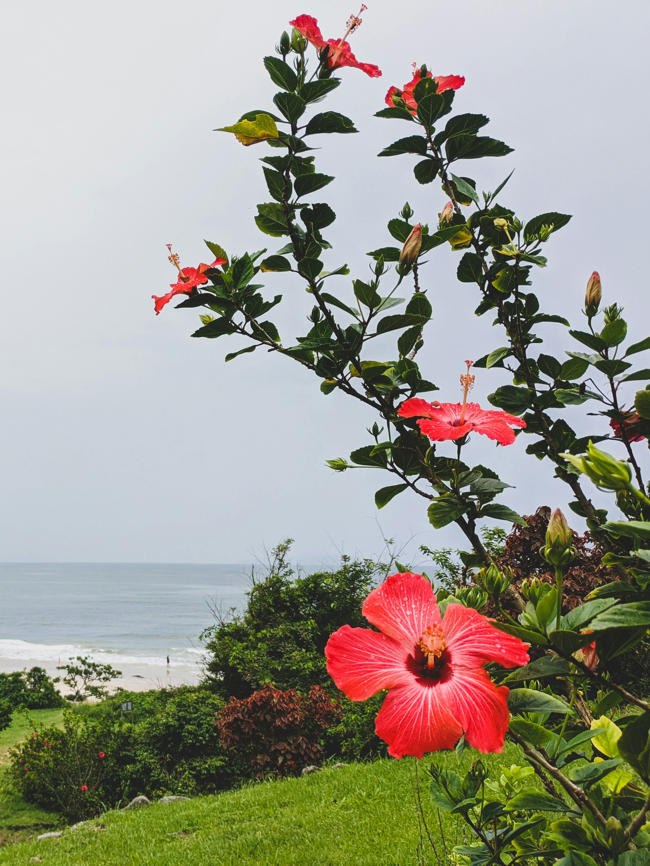 Bright hibiscus blooms frame a coastal park with the sea in the background, capturing vibrant petals and lush greenery as the foreground subject.