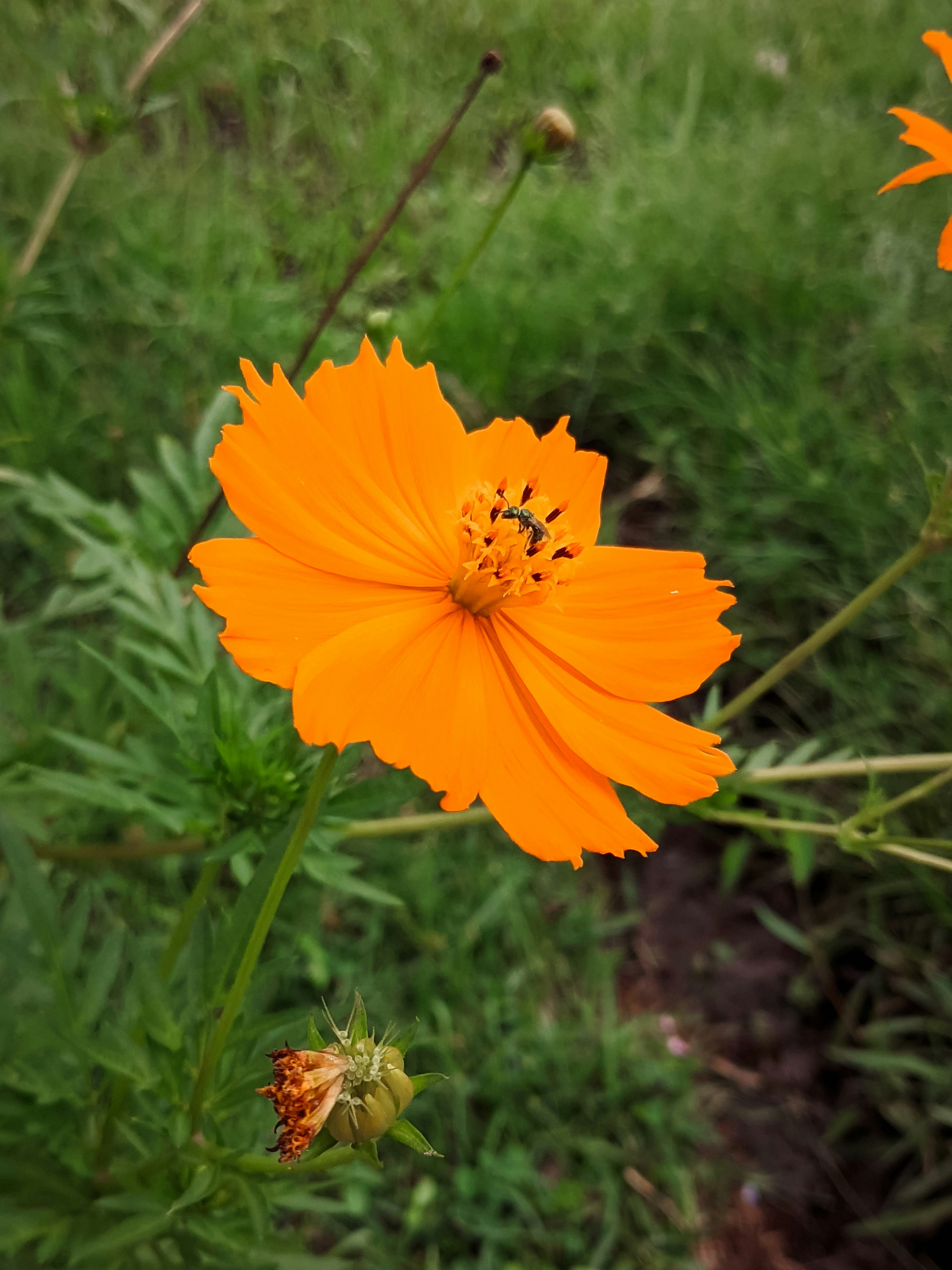 Bright orange flower with intricate petals and a small insect perched at the center, surrounded by lush green foliage.