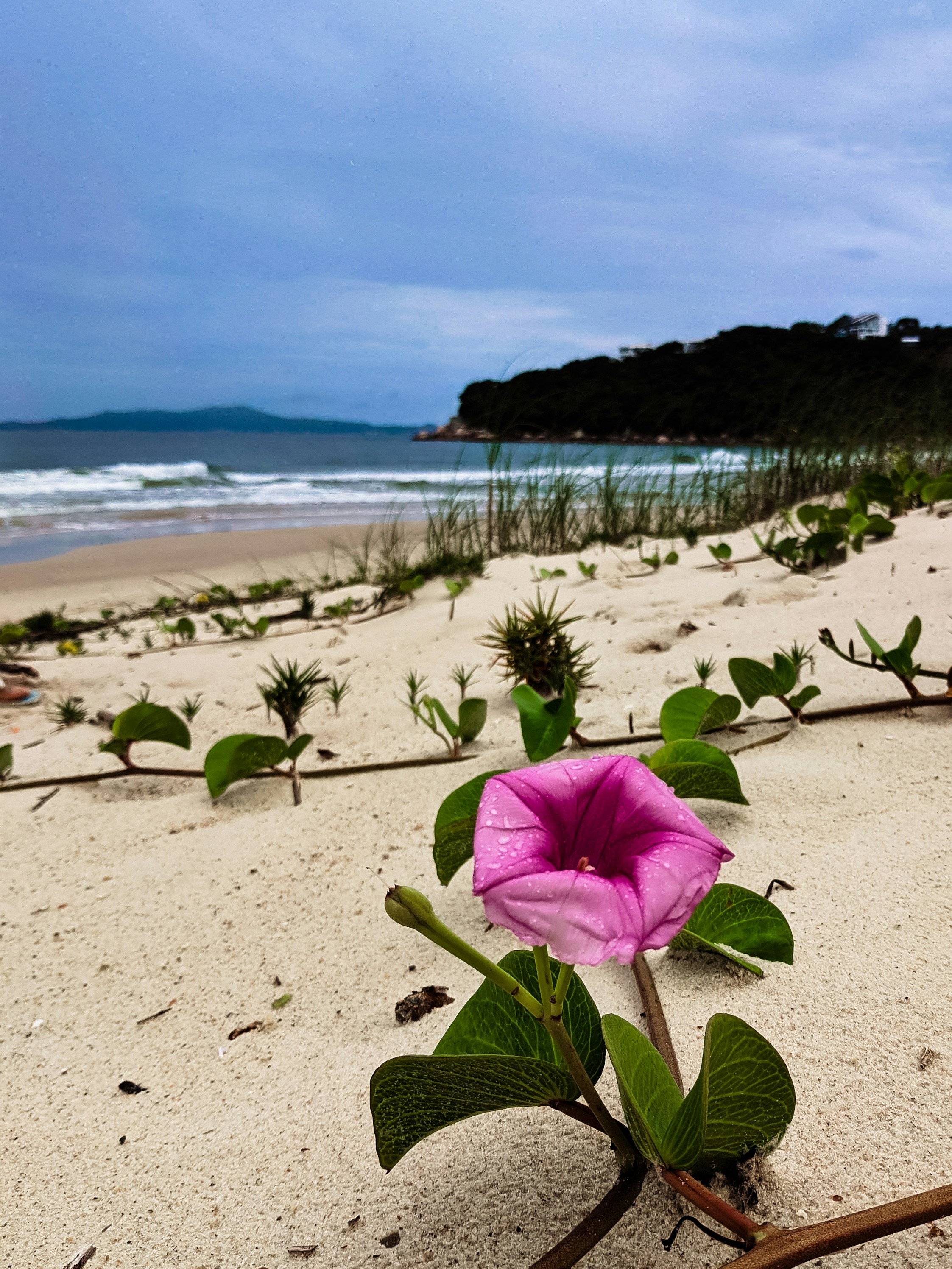 A vibrant pink flower emerges from sandy beach vegetation, framed by gentle waves and distant hills. The scene captures the harmony of nature along the coast.
