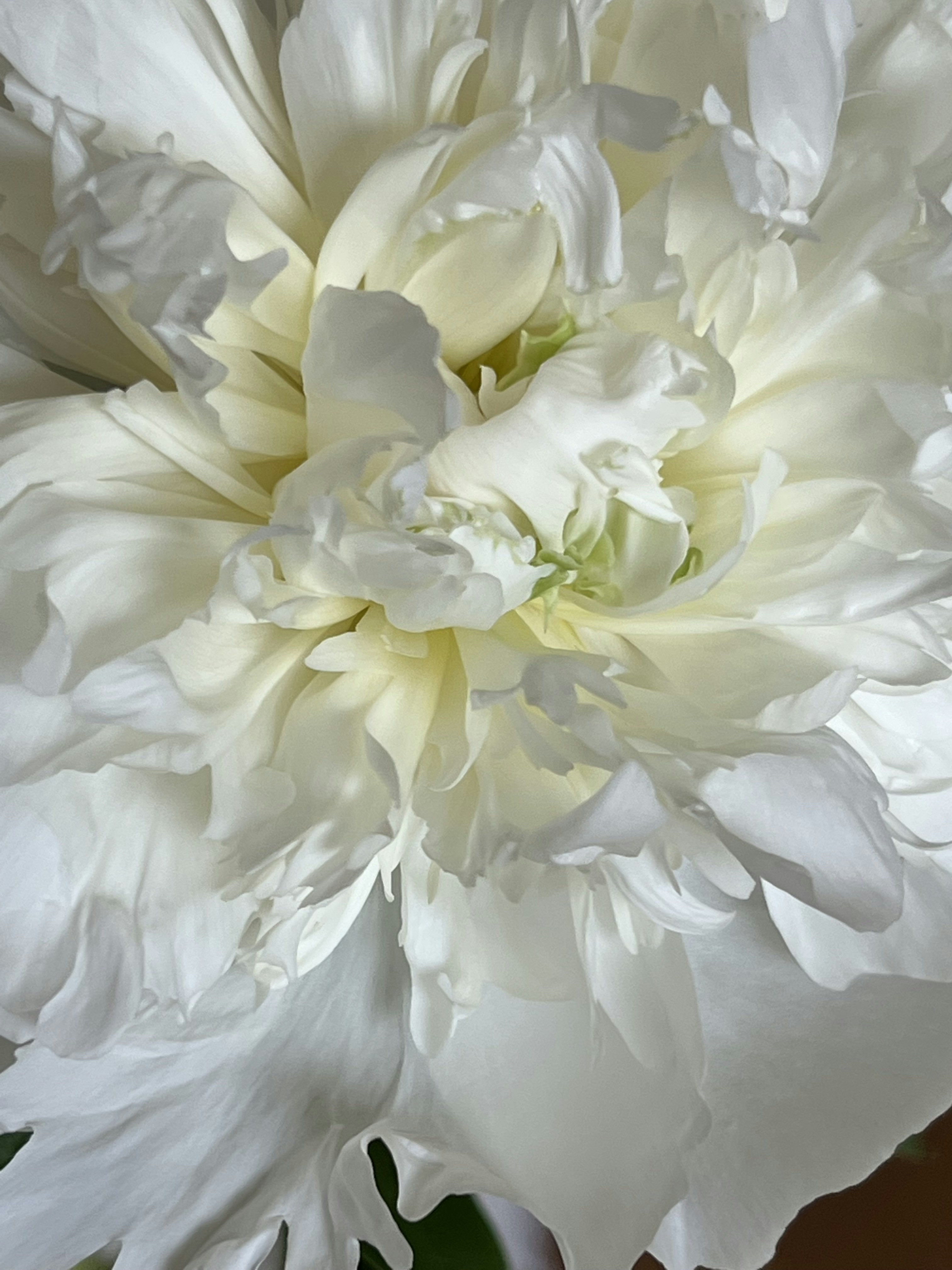 Pioen rose white