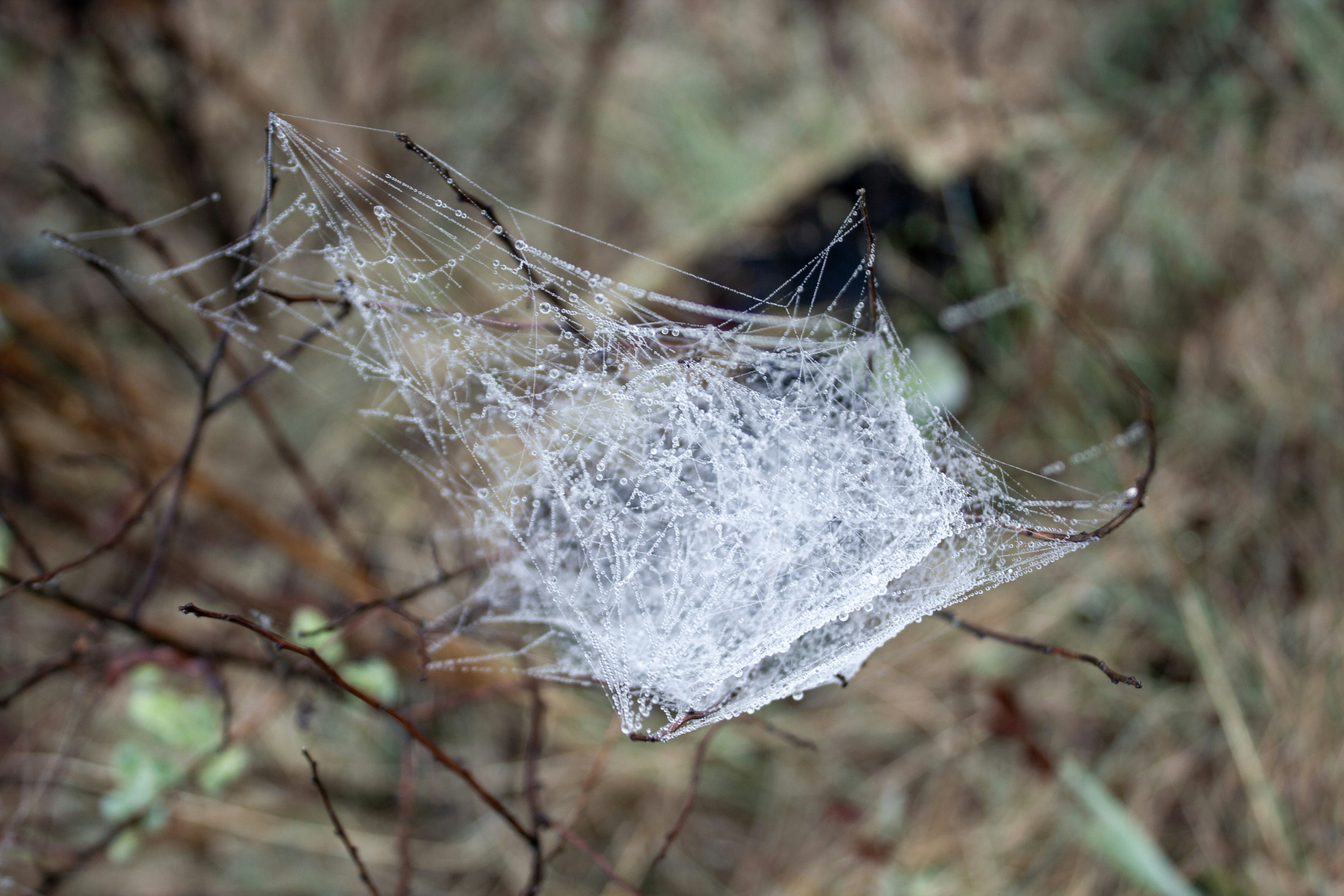 A spider web hanging from a tree branch photo – Free Blue Image on Unsplash