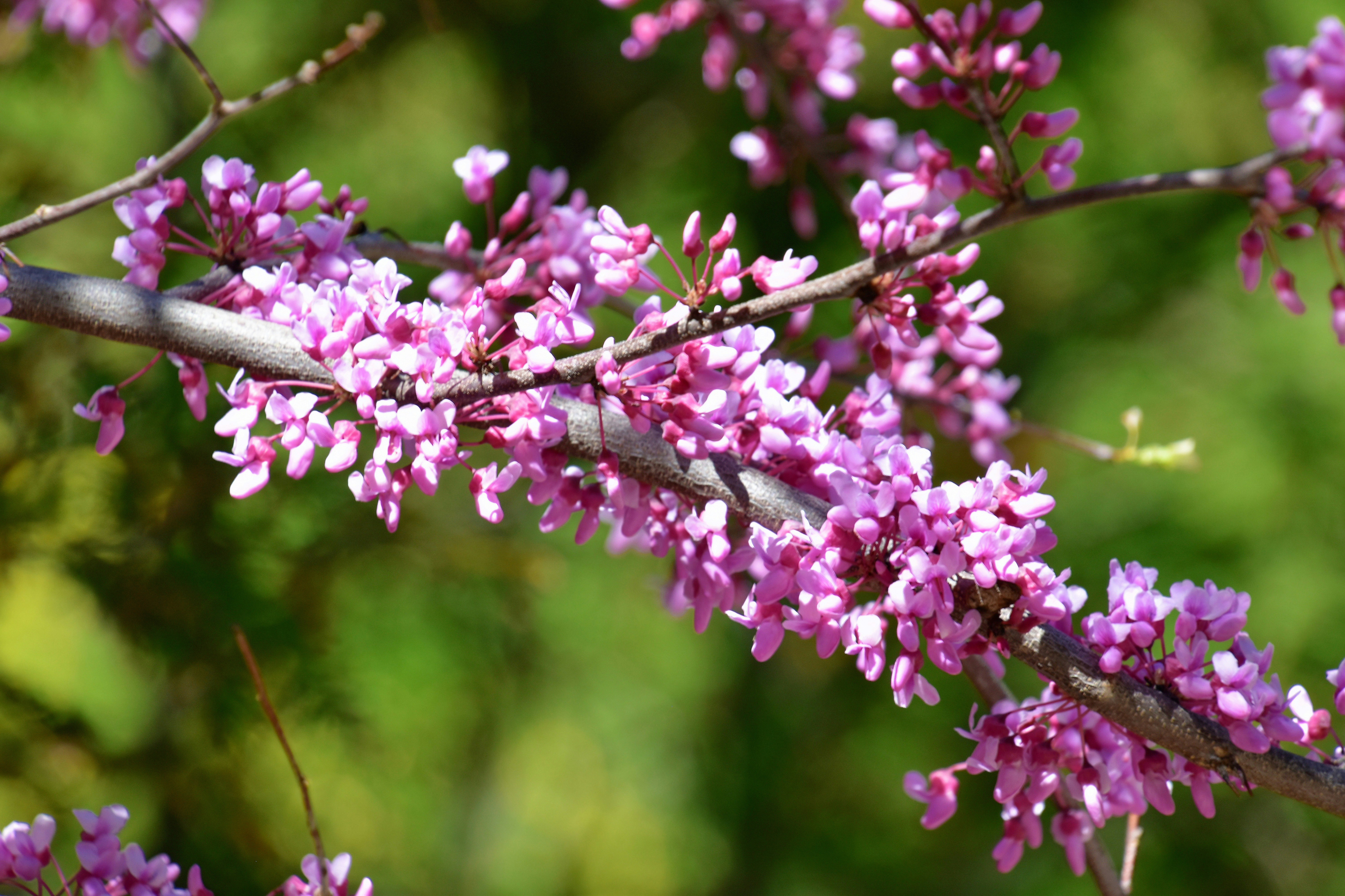 A branch of a tree with purple flowers photo – Free Edwards gardens ...