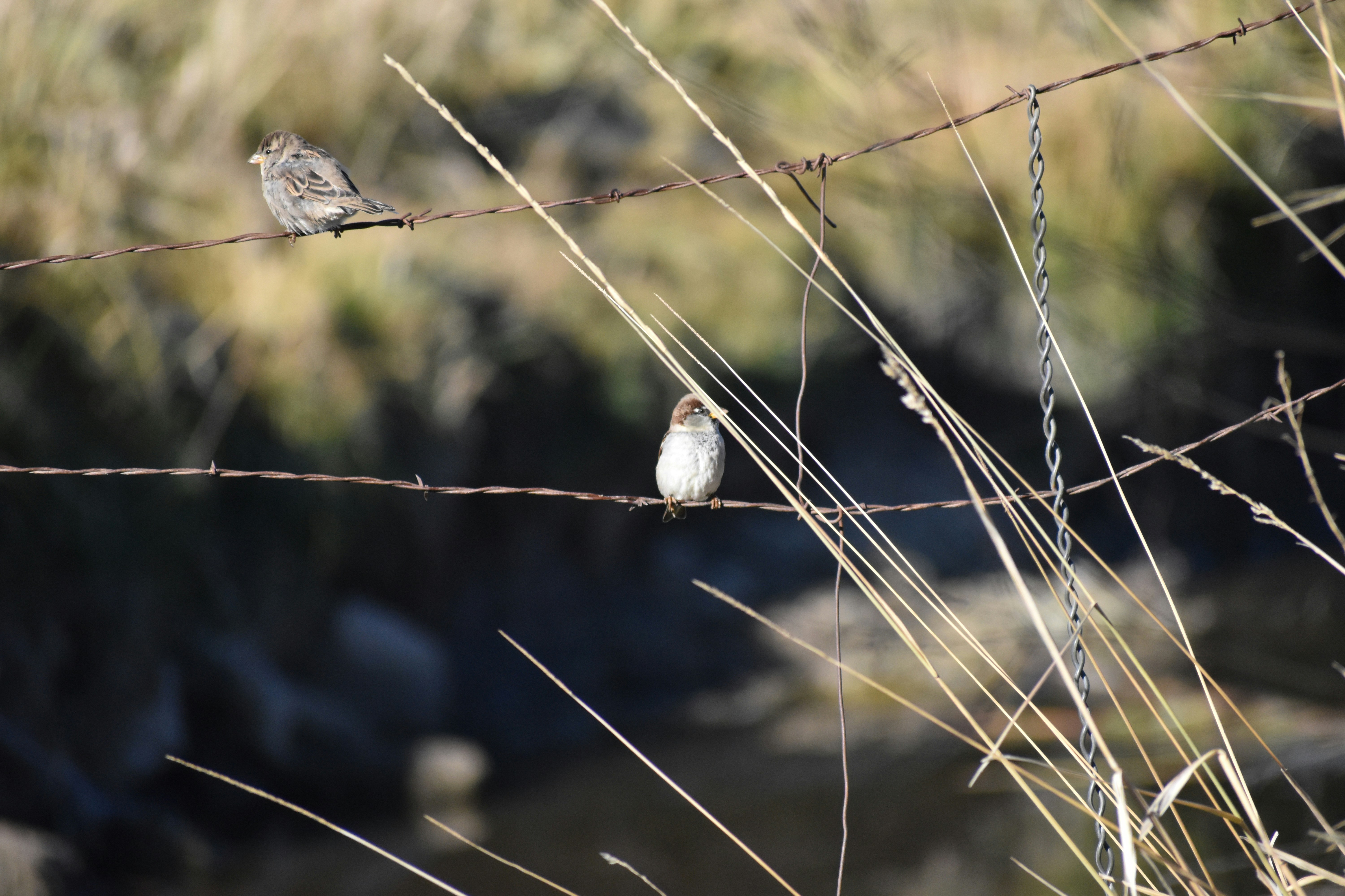 Deux Oiseaux Sur Un Fil