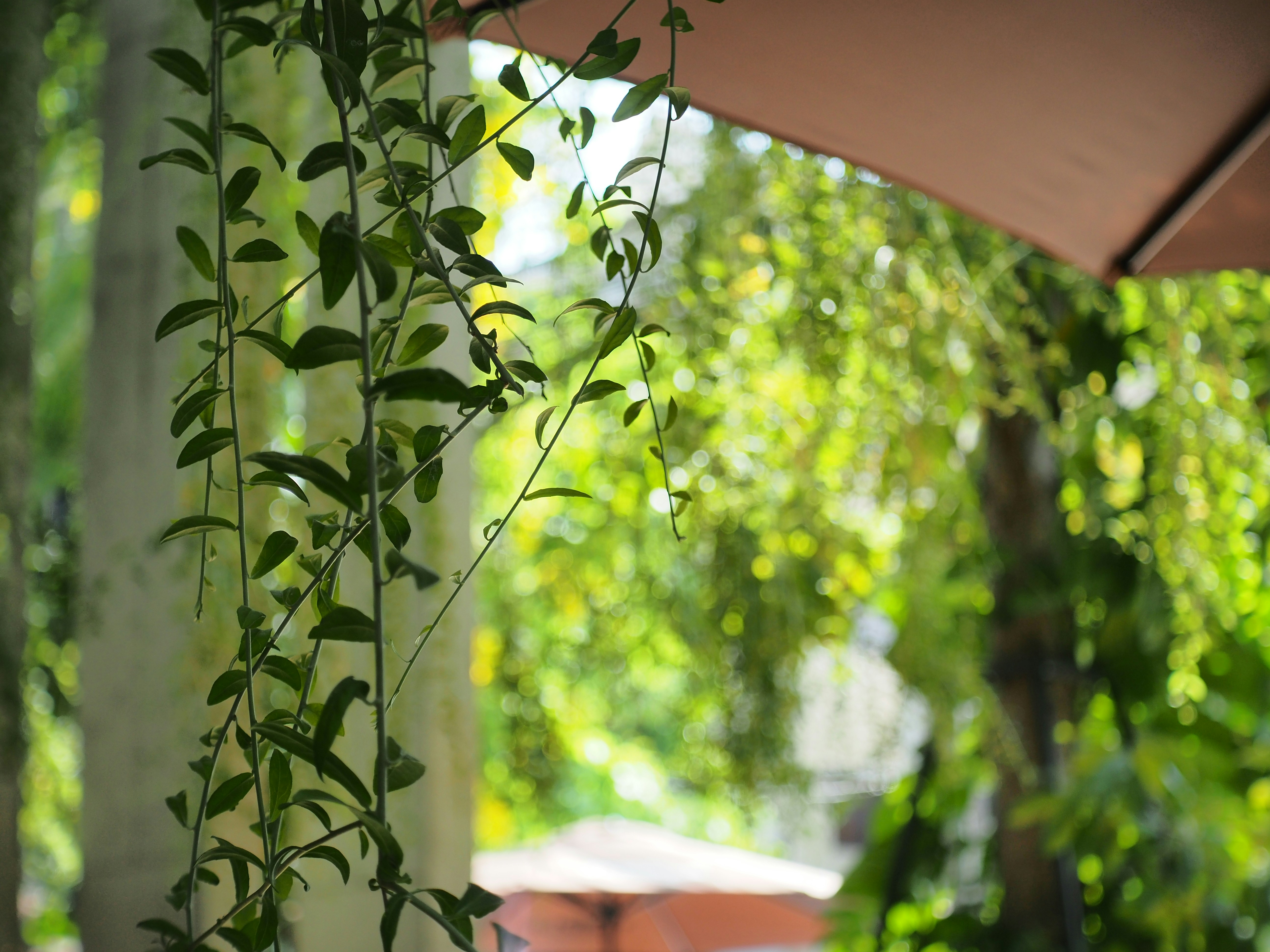 a close up of a tree with a umbrella in the background