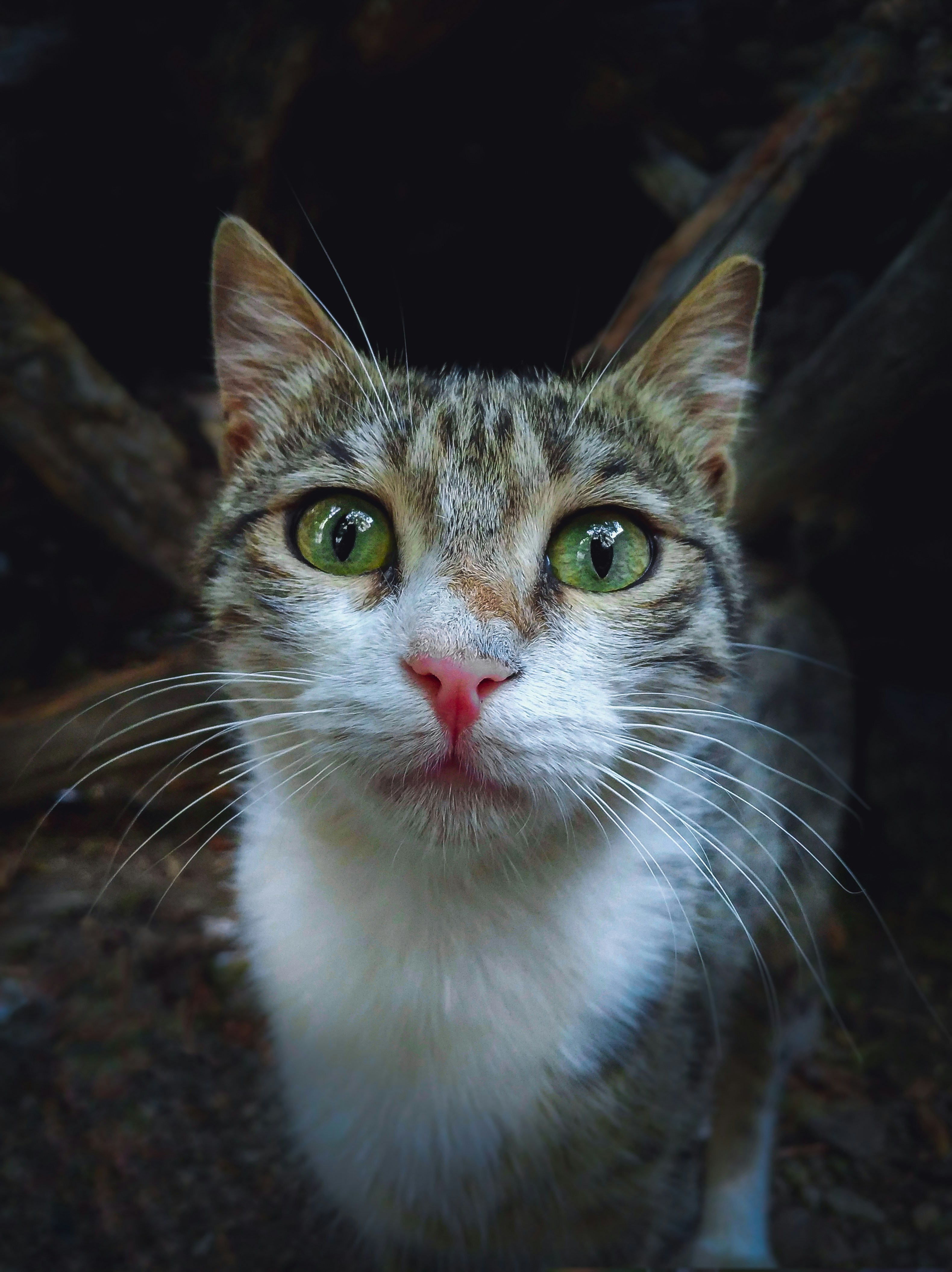 Emerald Gaze: Close-Up of a Curious Cat