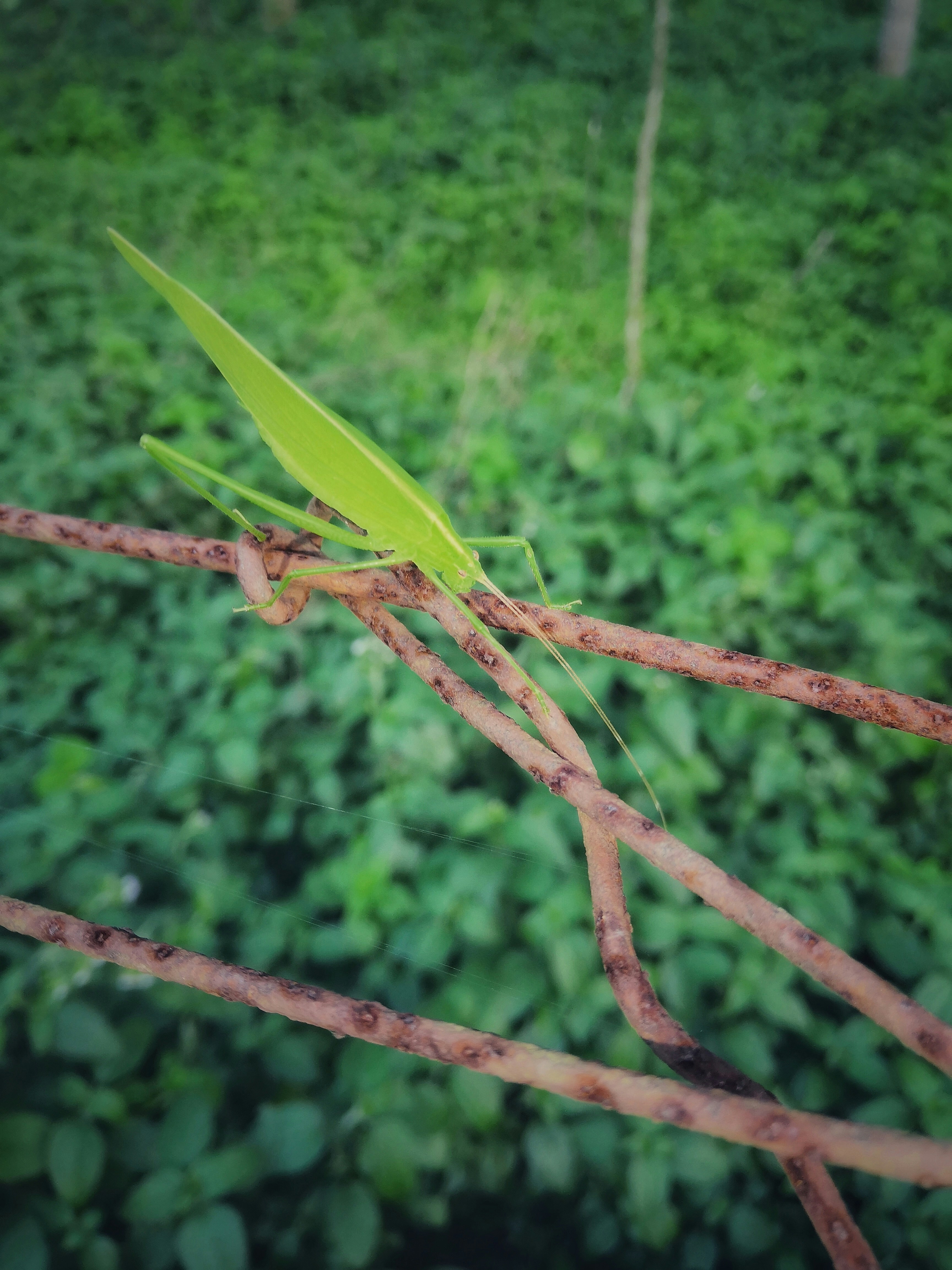 Emerald Praying Mantid on a Rusted Lattice