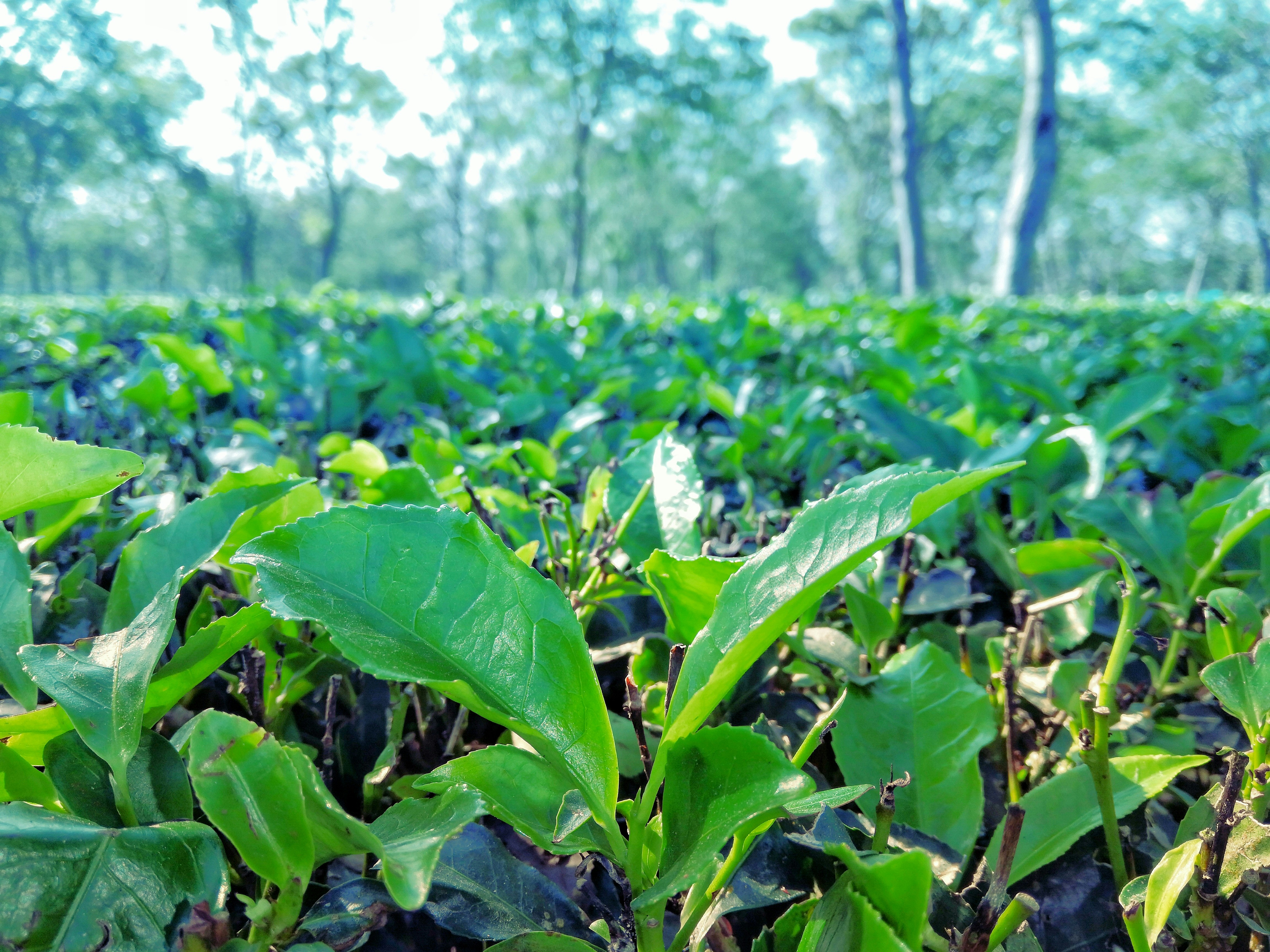 What Kind of Soil Is Best for Growing Tea? 🌱 Discover the Secrets ...