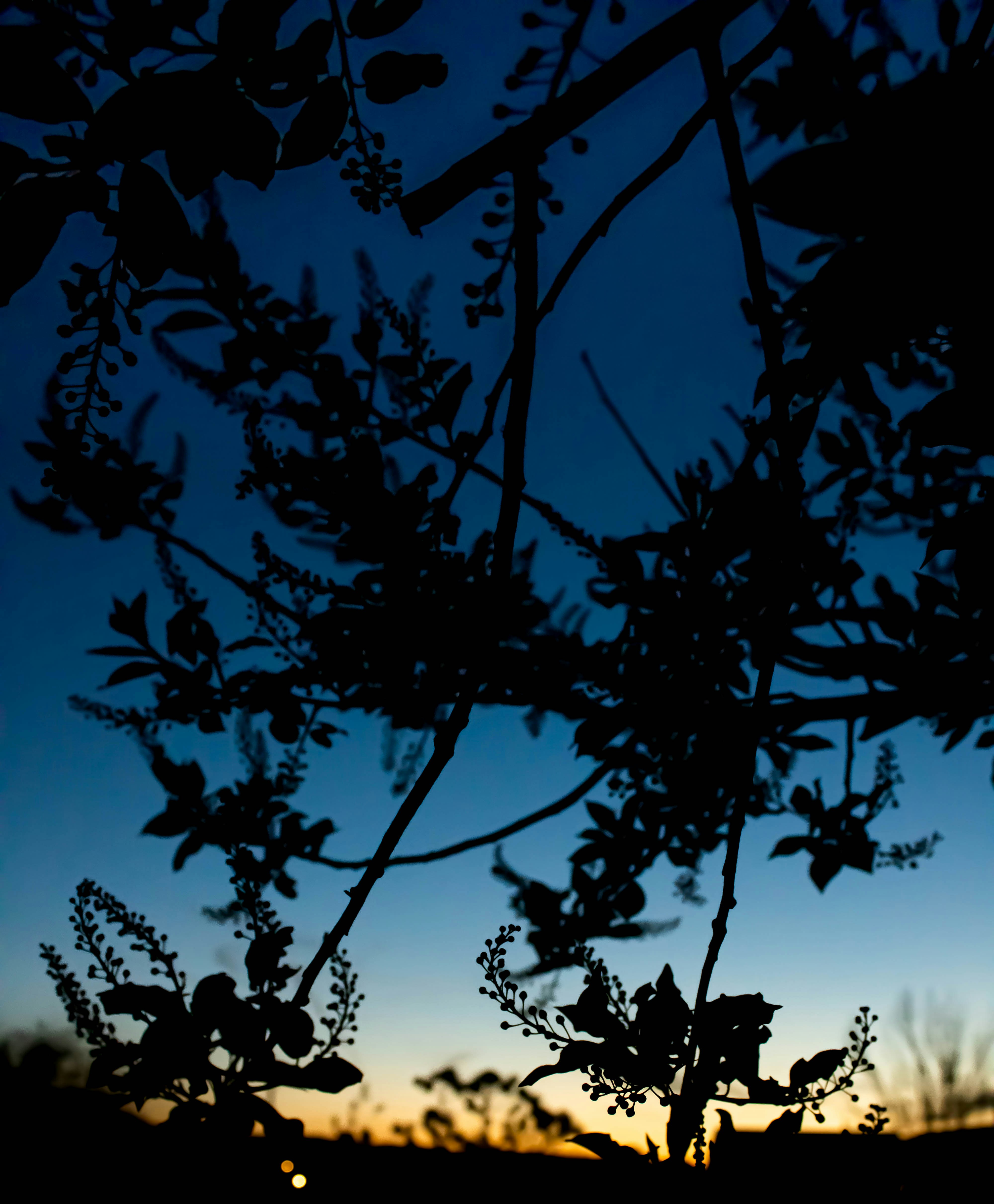 Silhouette of foliage against a gradient twilight sky, showcasing the transition from day to night.