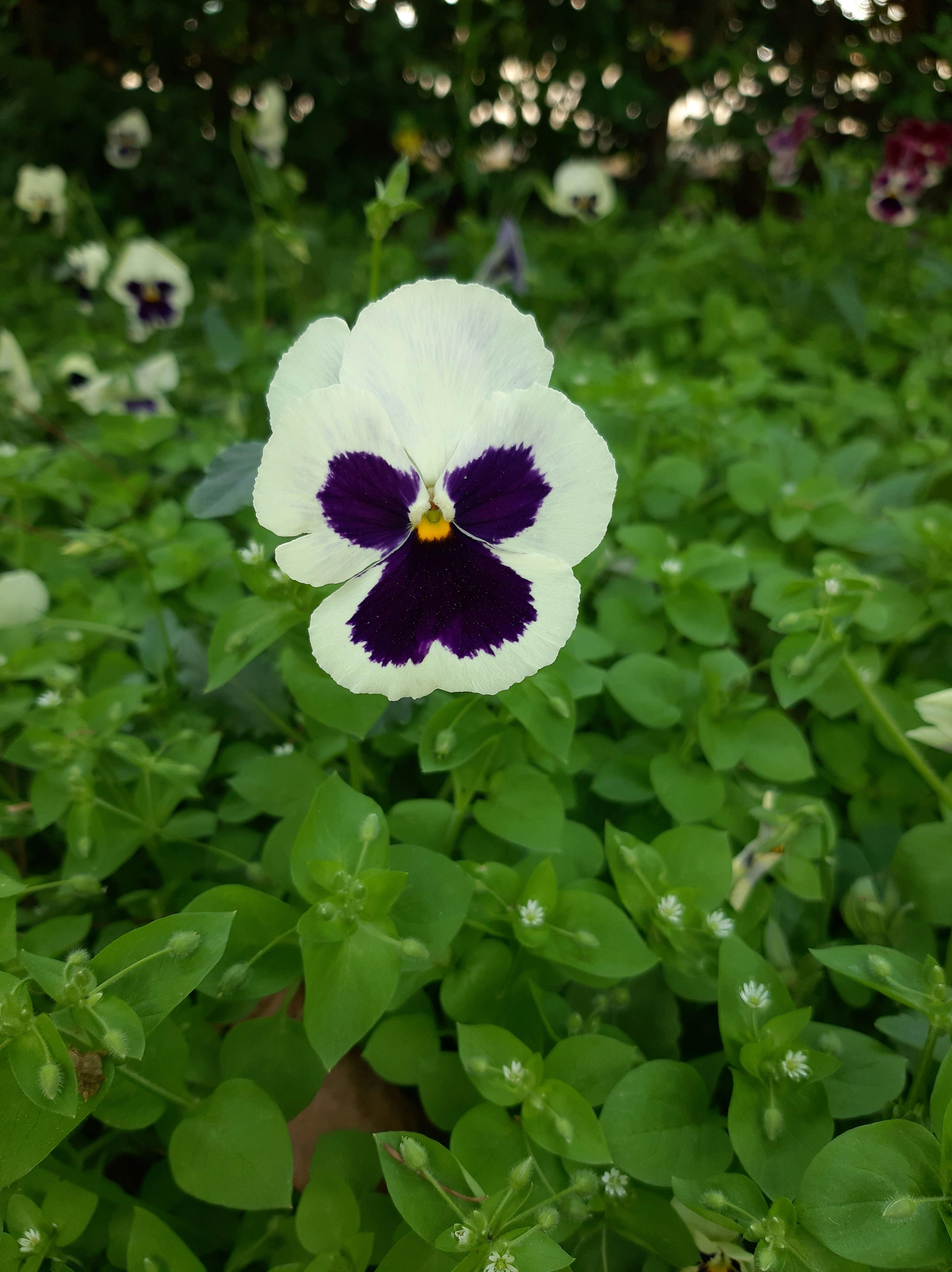 White pansy with a midnight-purple heart anchors a lush green garden