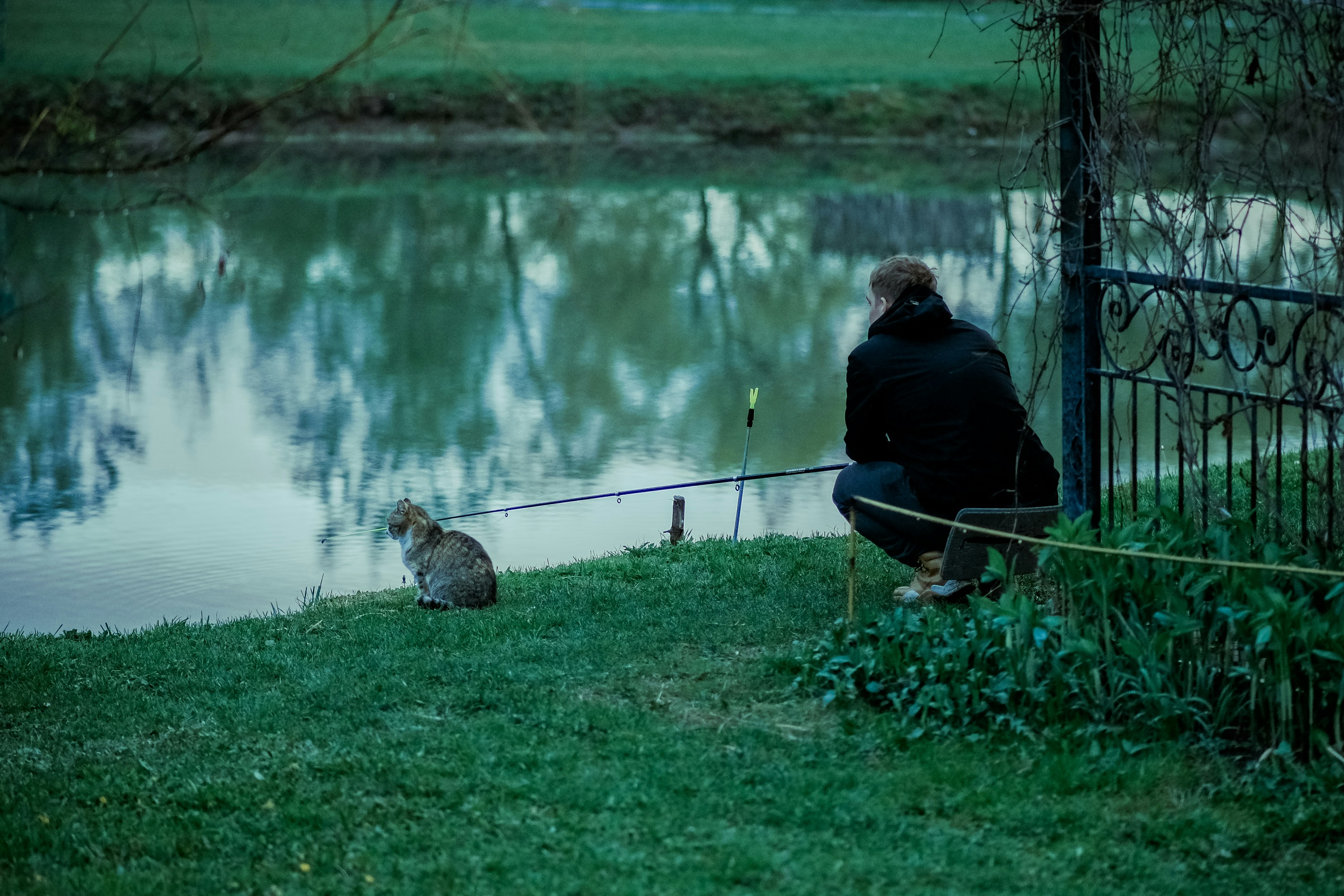 Dusk by the Pond: An Angler and a Cat in Green Silence