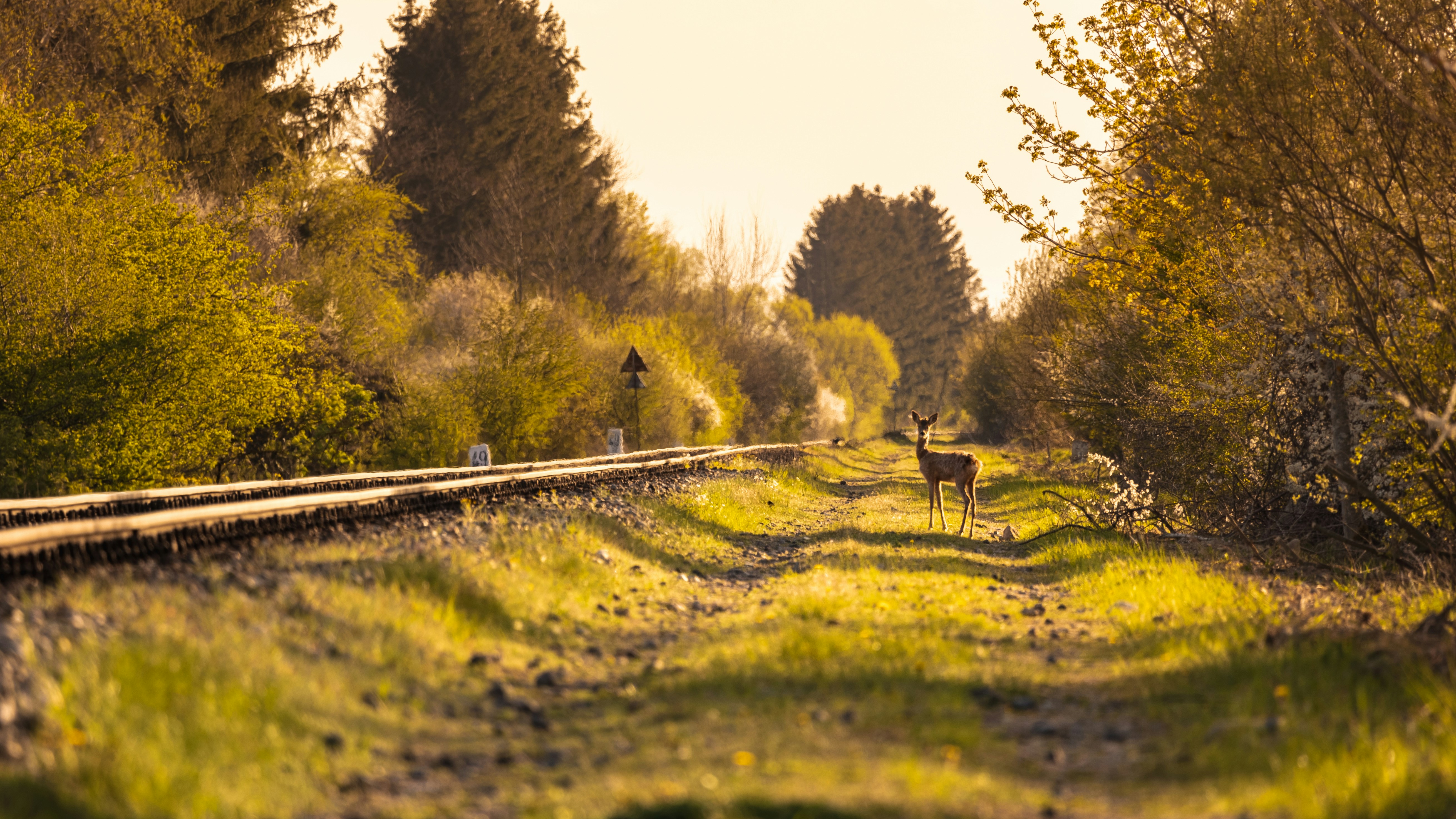 Solitary Deer in a Golden-Hour Corridor Along a Tree-Lined Road