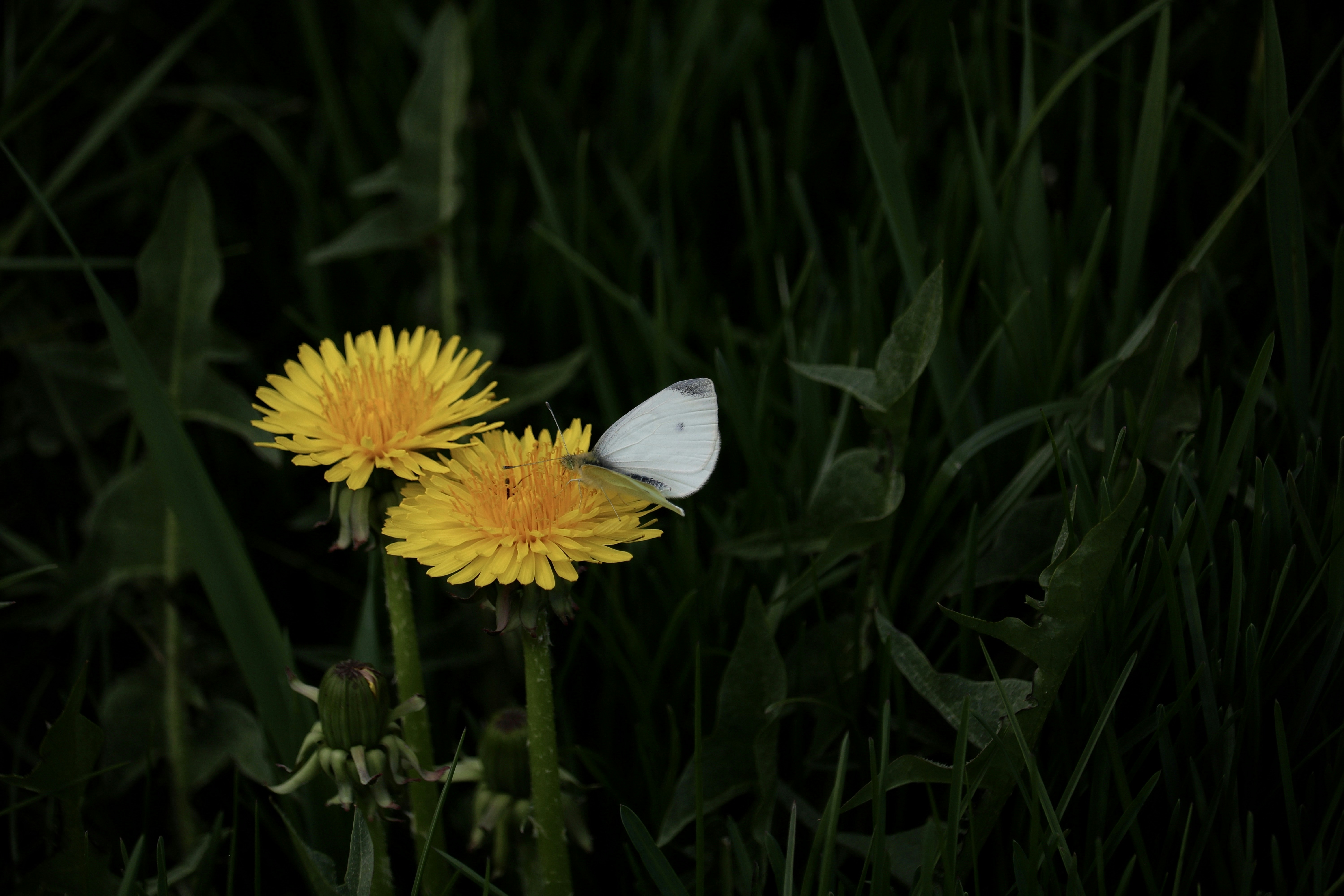 Whispering Meadow: White Butterfly on Yellow Dandelions in a Shadowed Field