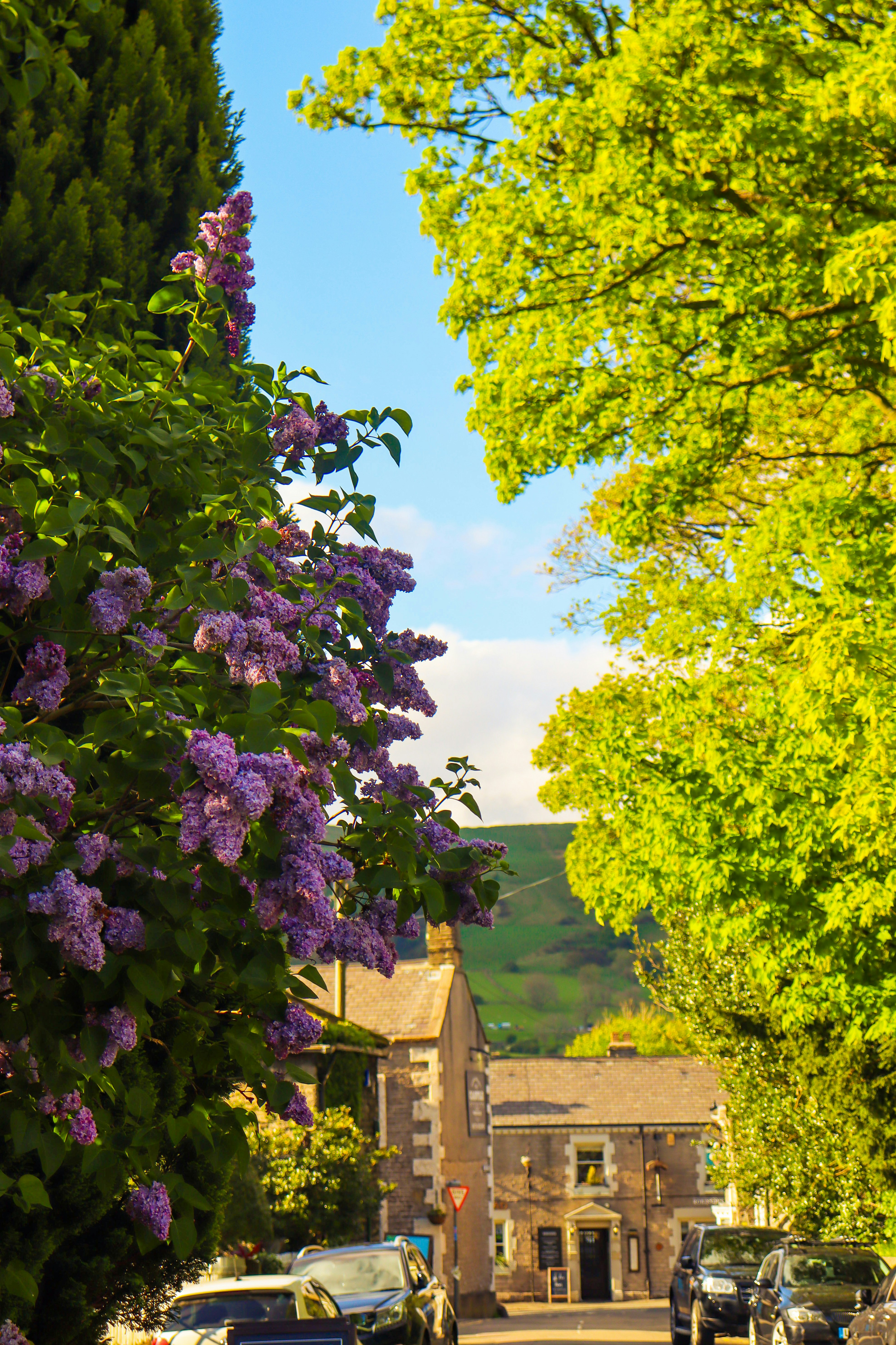 Lilac Fringe Over a Sunlit Village Street