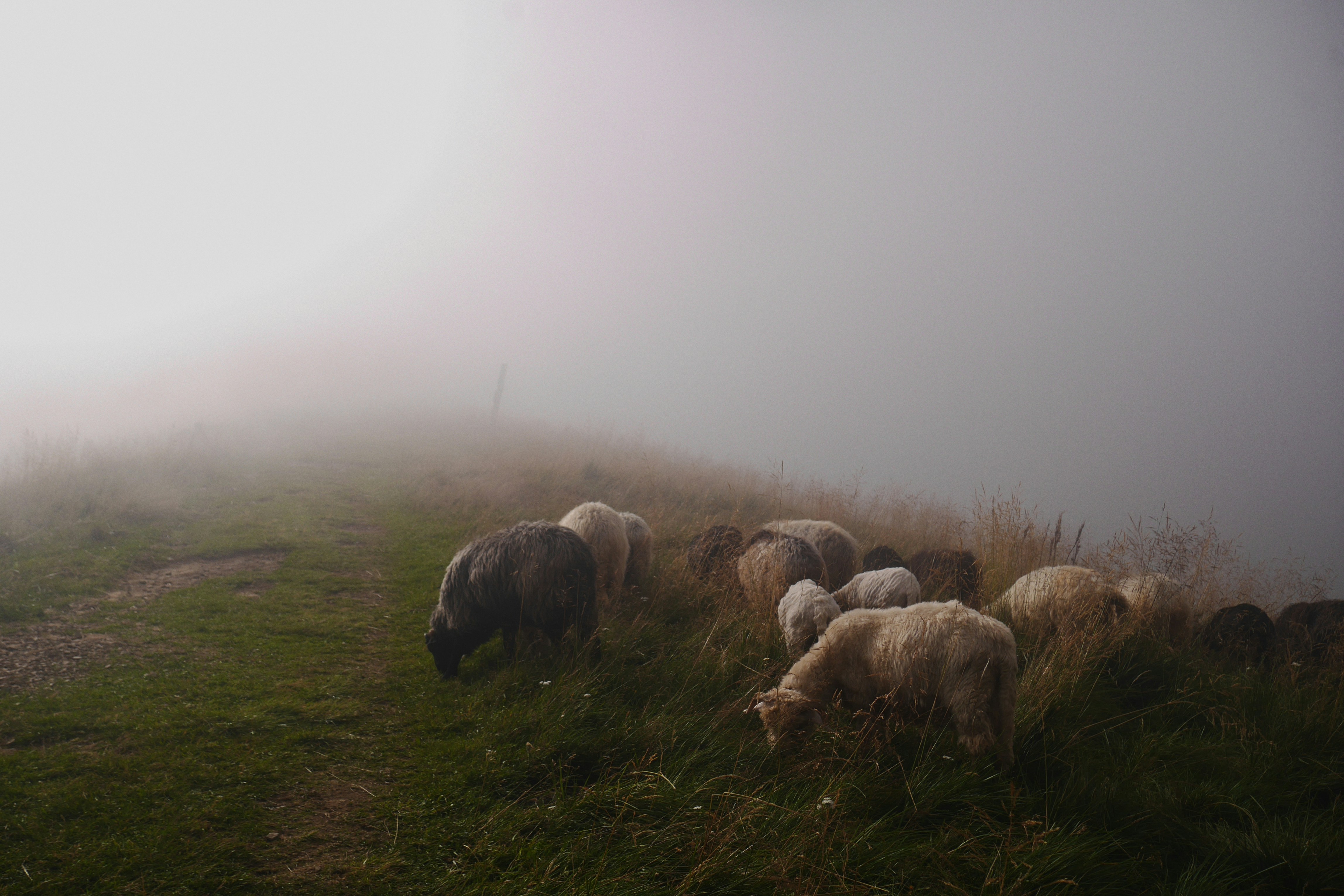 a herd of sheep grazing on a lush green hillside