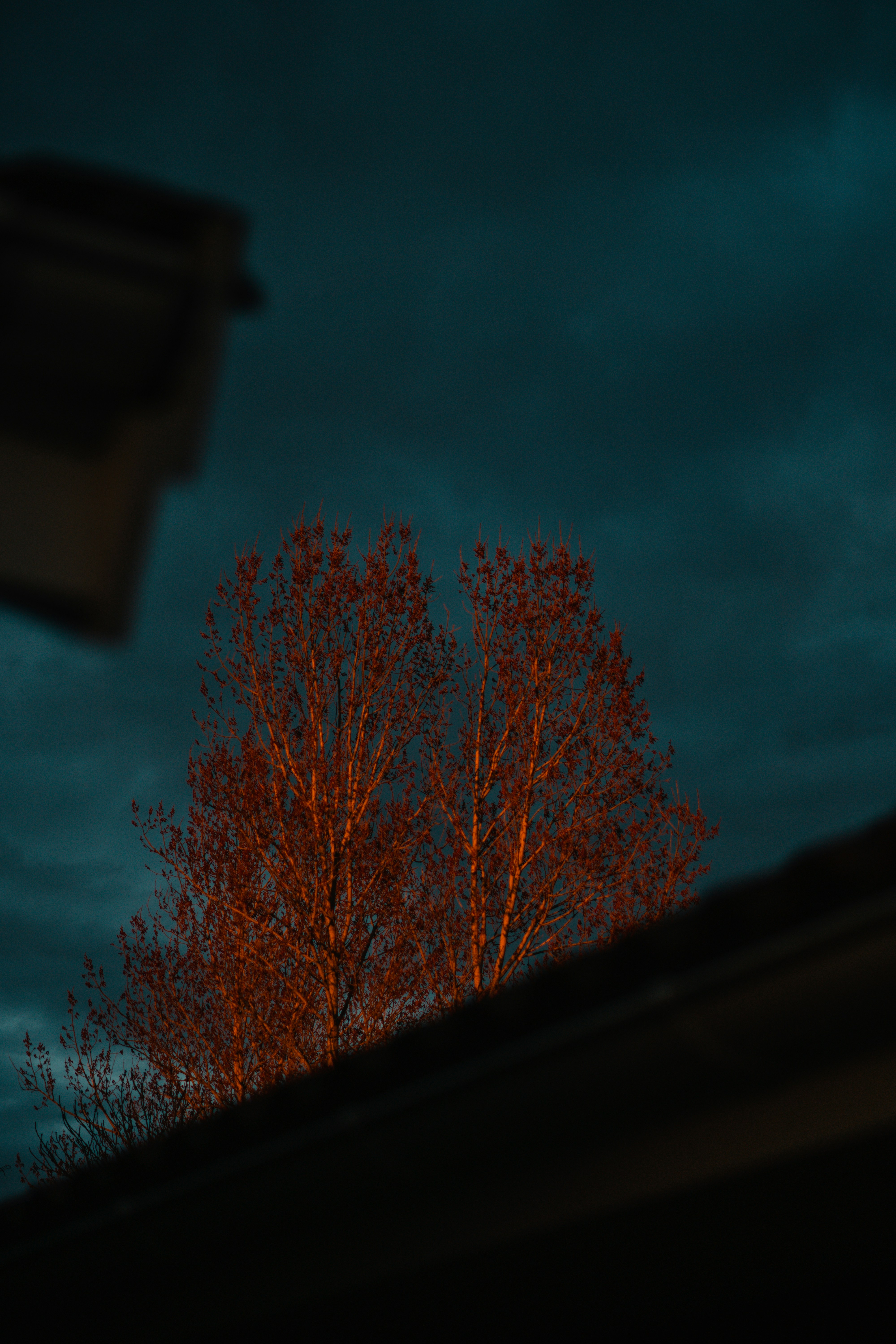 A red tree is lit up at night photo – Free Background Image on Unsplash