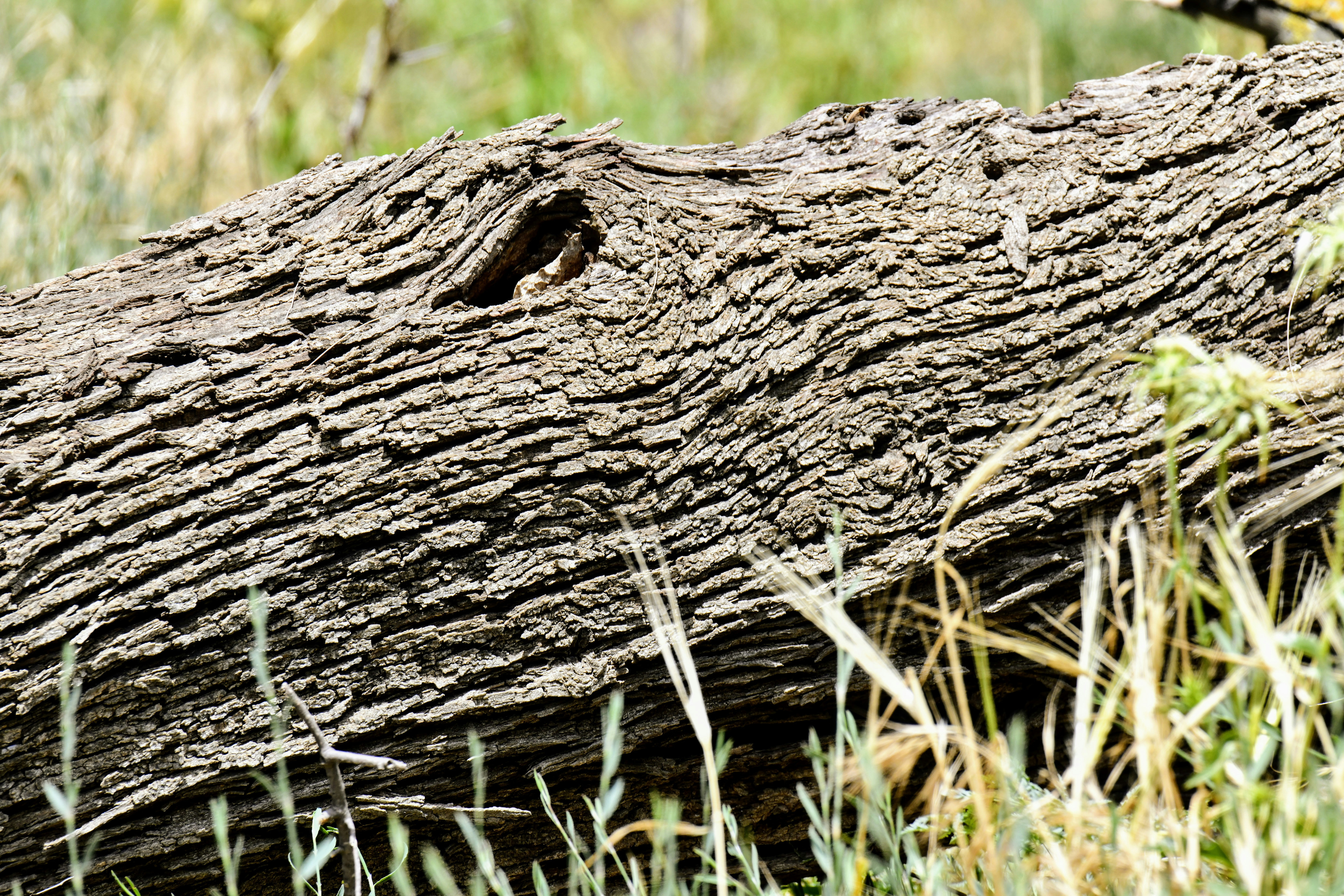 I was waking through a park adjacent to a forest and came across a fallen tree. Textures of the fallen trees and the patterns of the bark capture my imagination of what was here before.  