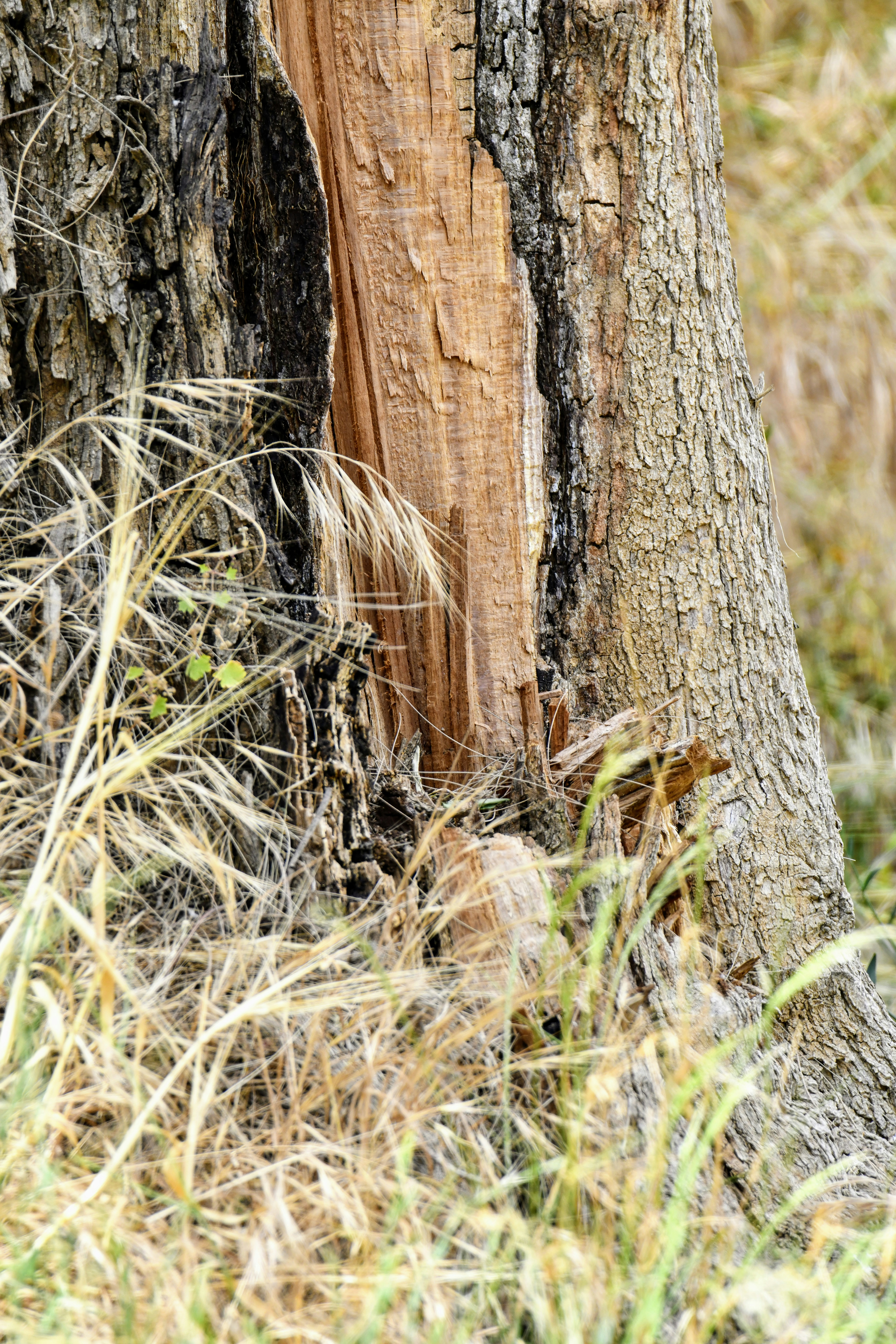 Sun-Touched Burl: Macro of a Split Tree Trunk and Golden Grasses