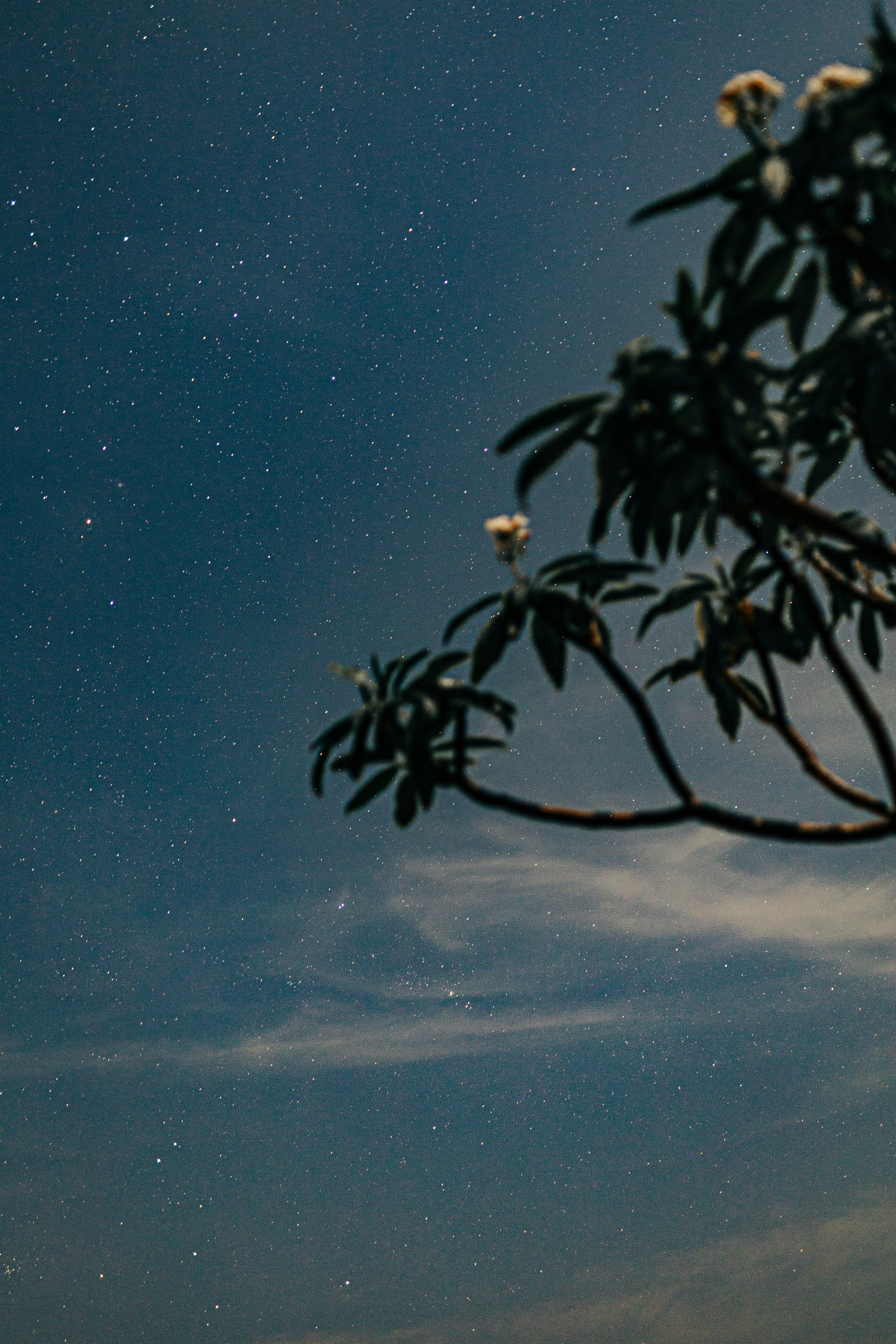 Starry night sky framed by delicate branches of a flowering plant. The vastness of space twinkles above, creating a serene atmosphere.