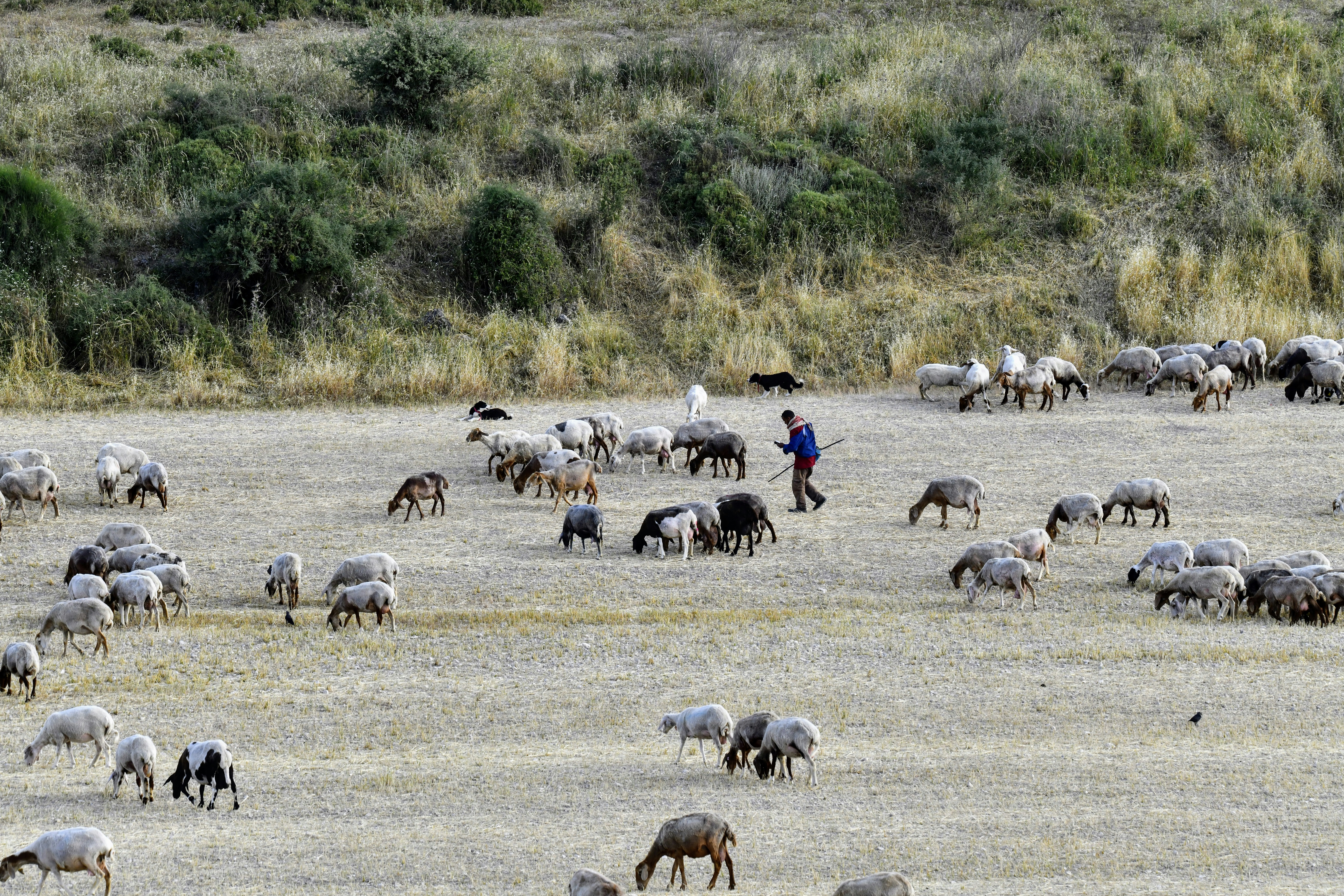 Shepherd guiding a flock of sheep across a sunlit meadow, accompanied by dogs in the background.