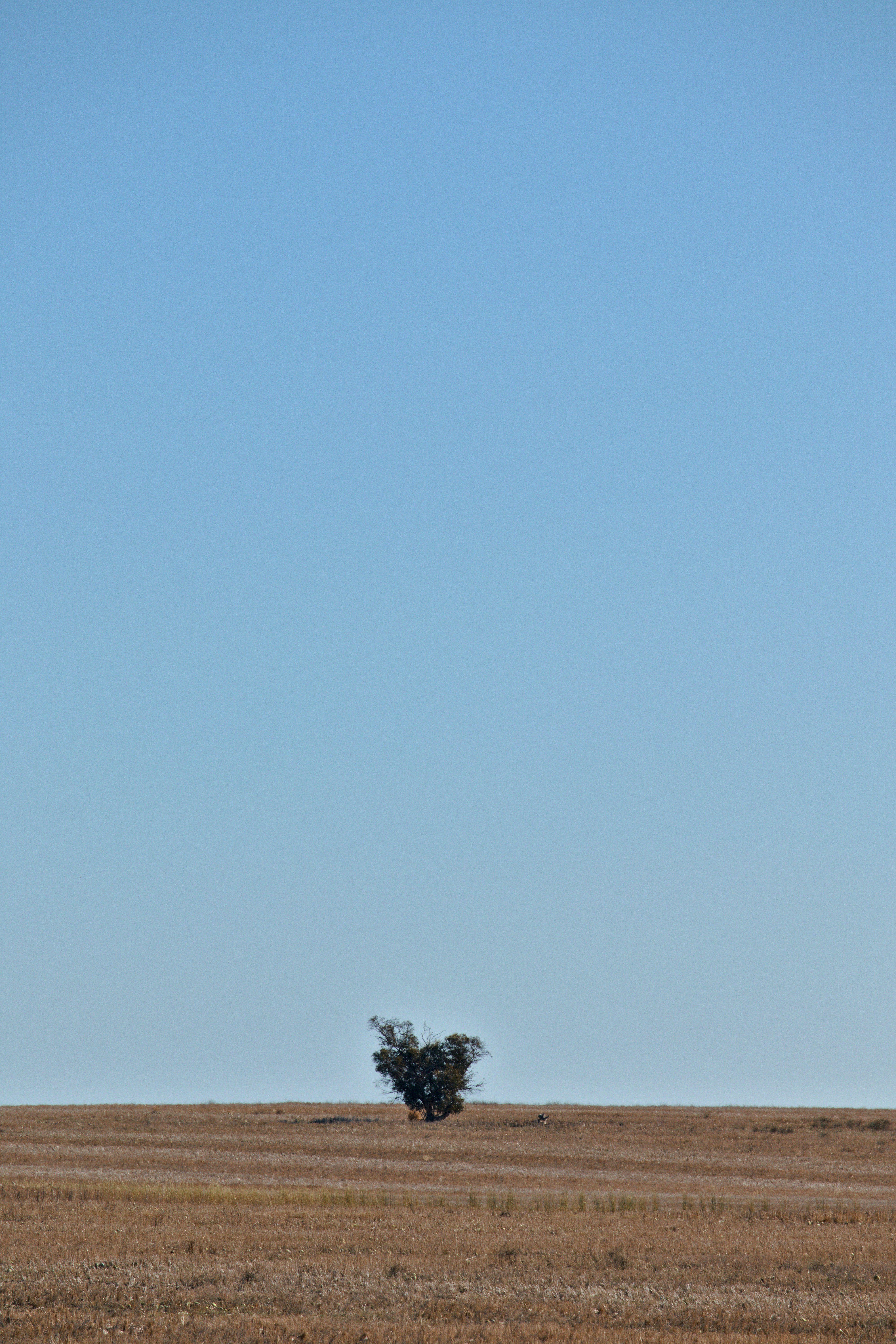 Solitary Tree at the Edge of a Golden Prairie