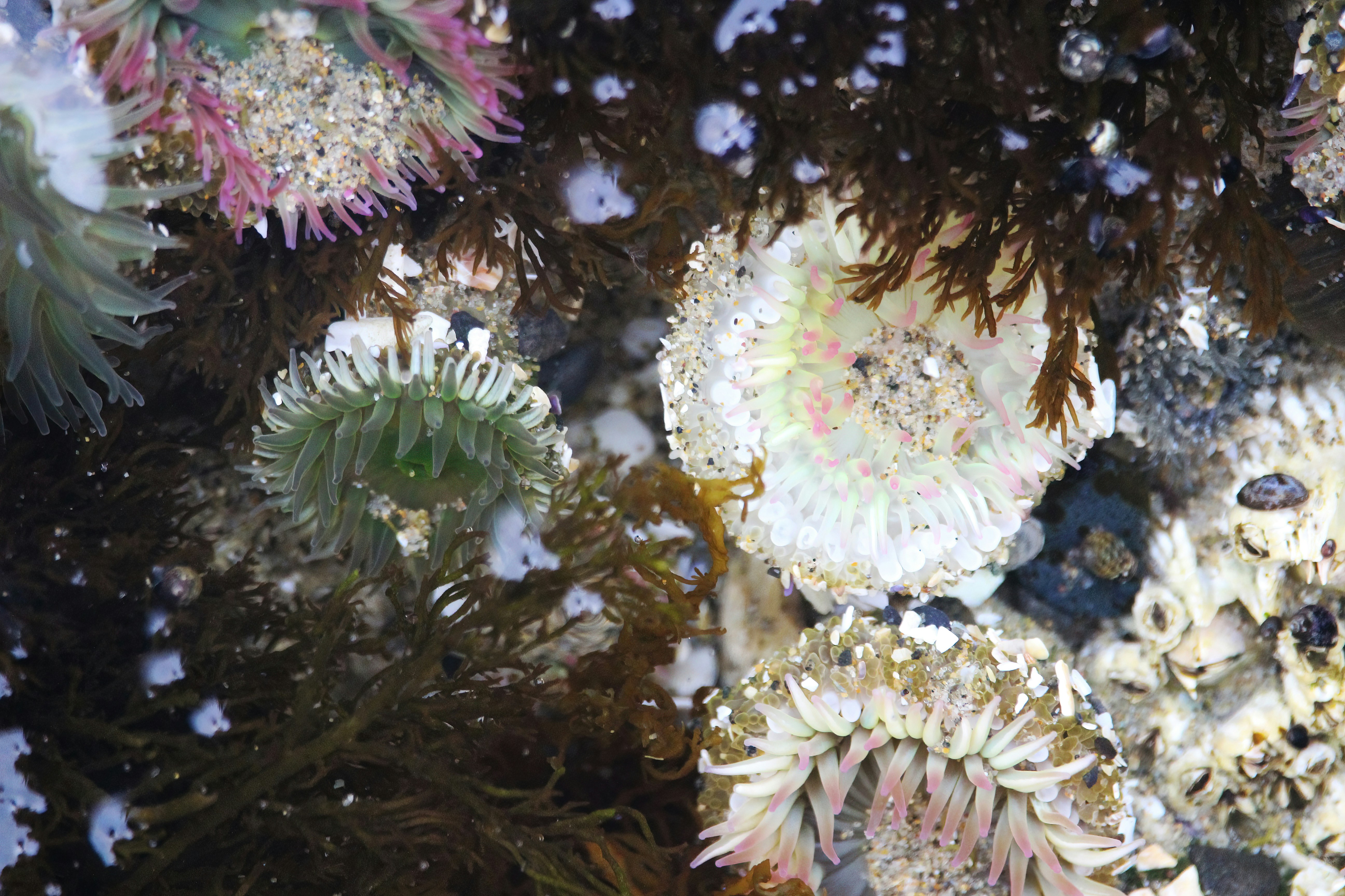 a bunch of plants that are in the water