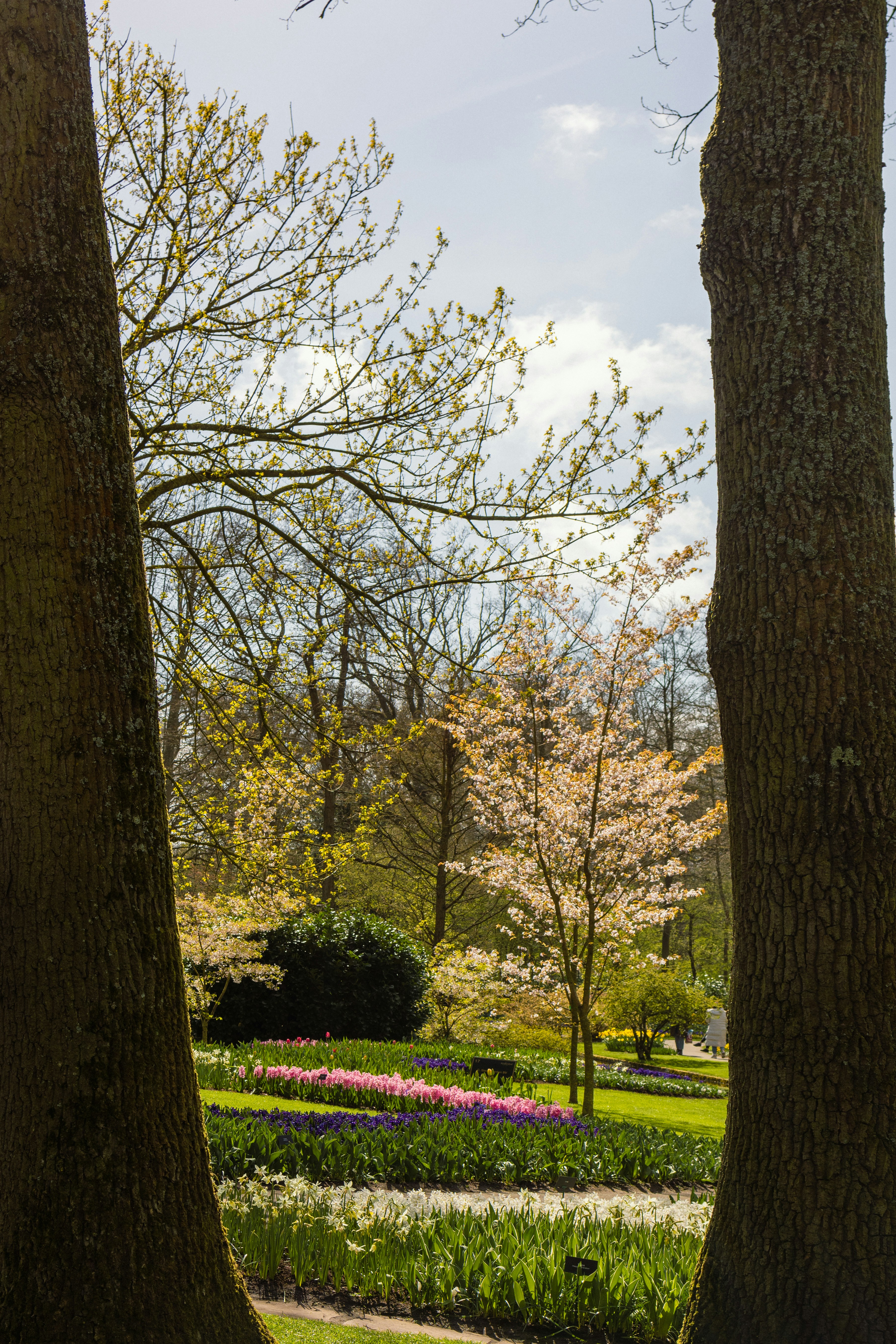 a couple of trees that are next to each other