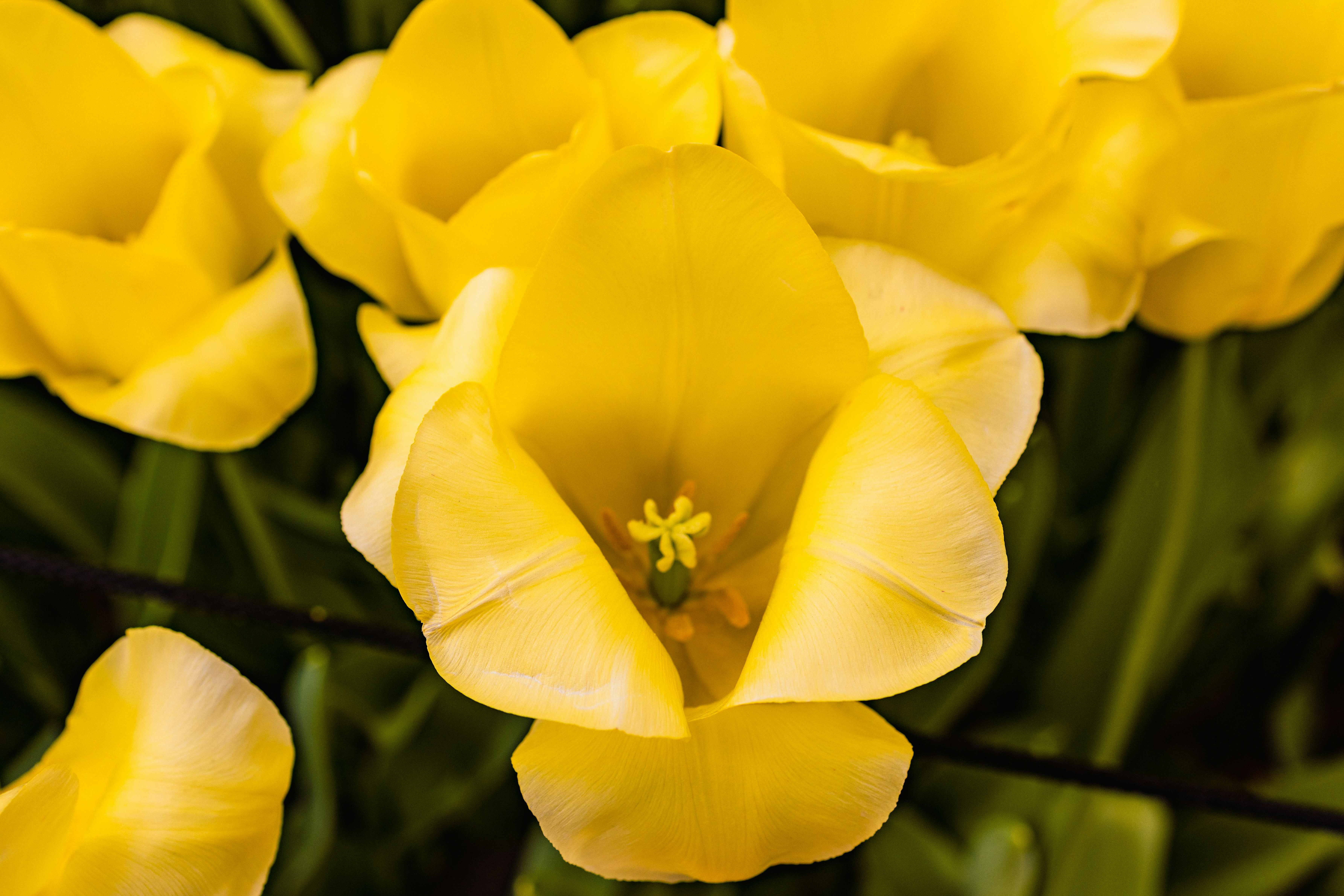 Foto Um ramo de flores amarelas que estão na grama – Imagem de Países ...