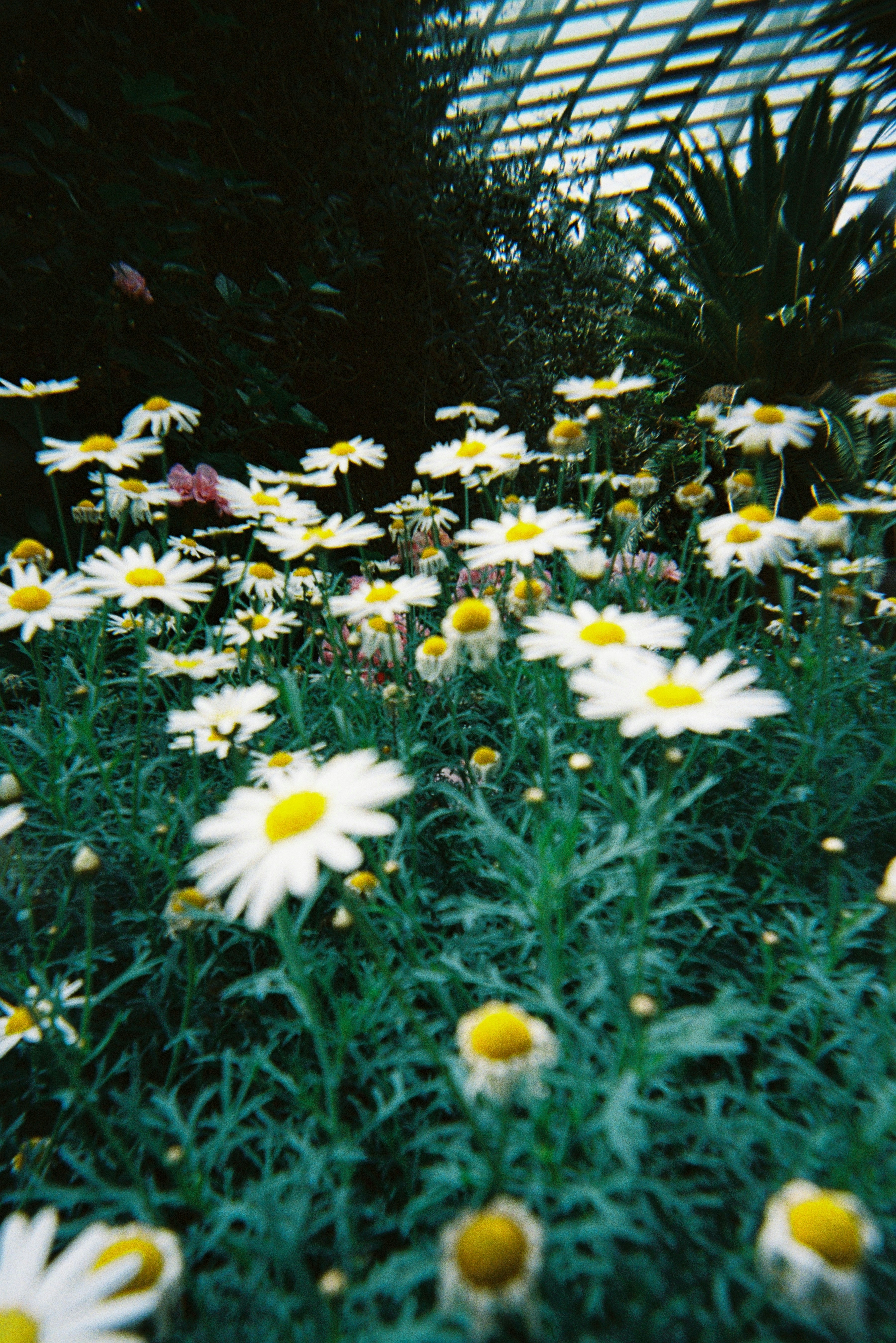 Dense white daisies with bright yellow centers fill a greenhouse bed, framed by lush green foliage. The glass roof above creates a soft, natural-lit backdrop.