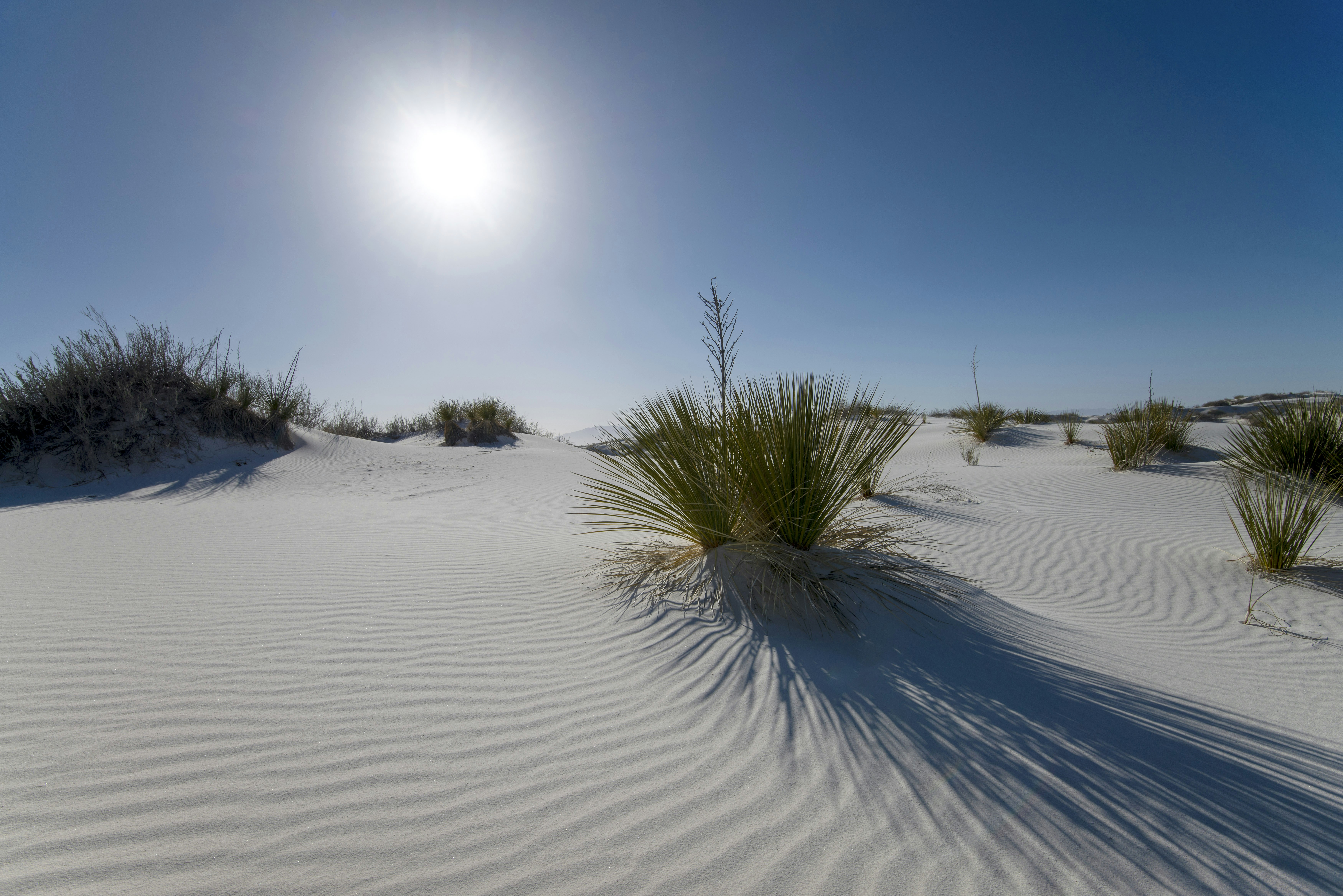 El sol brilla sobre las dunas de arena foto – Imagen de Parque nacional ...