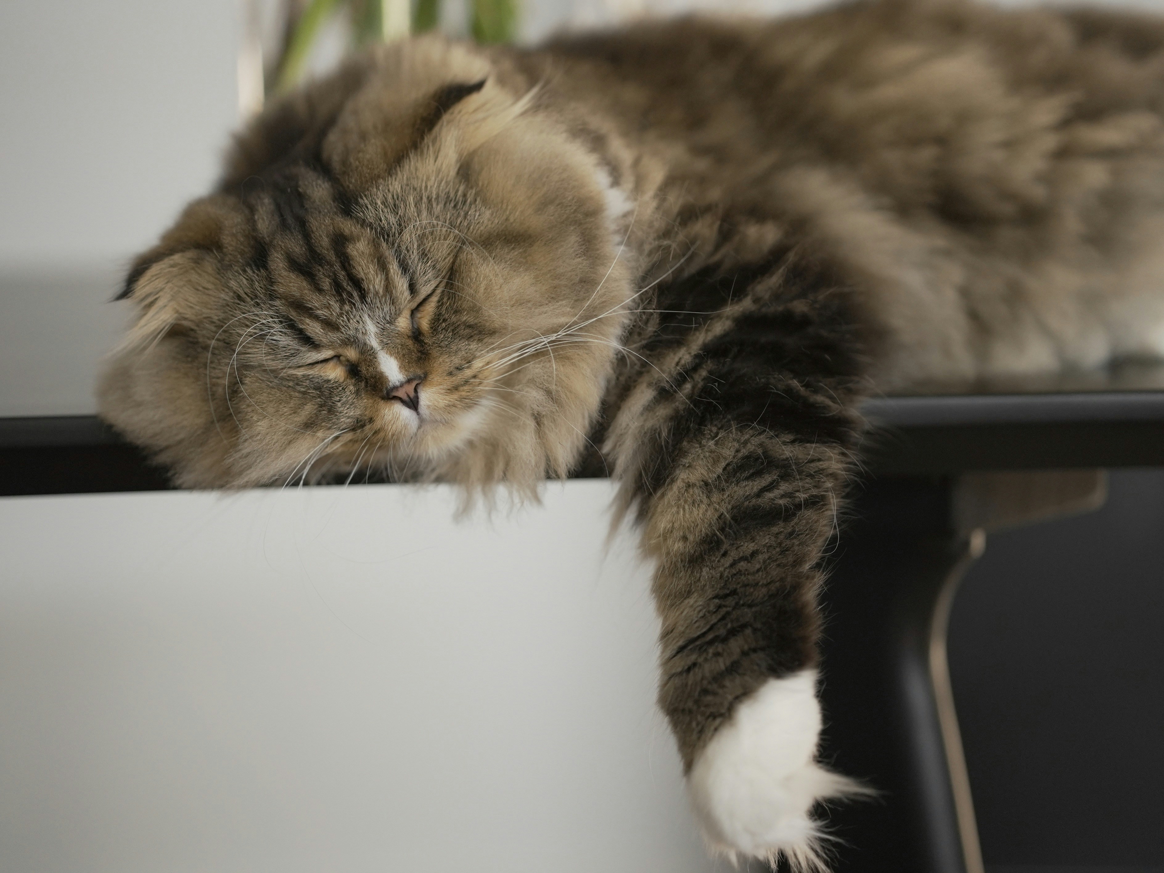 Drowsy on Glass Edge: A Fluffy Tabby Reposes
