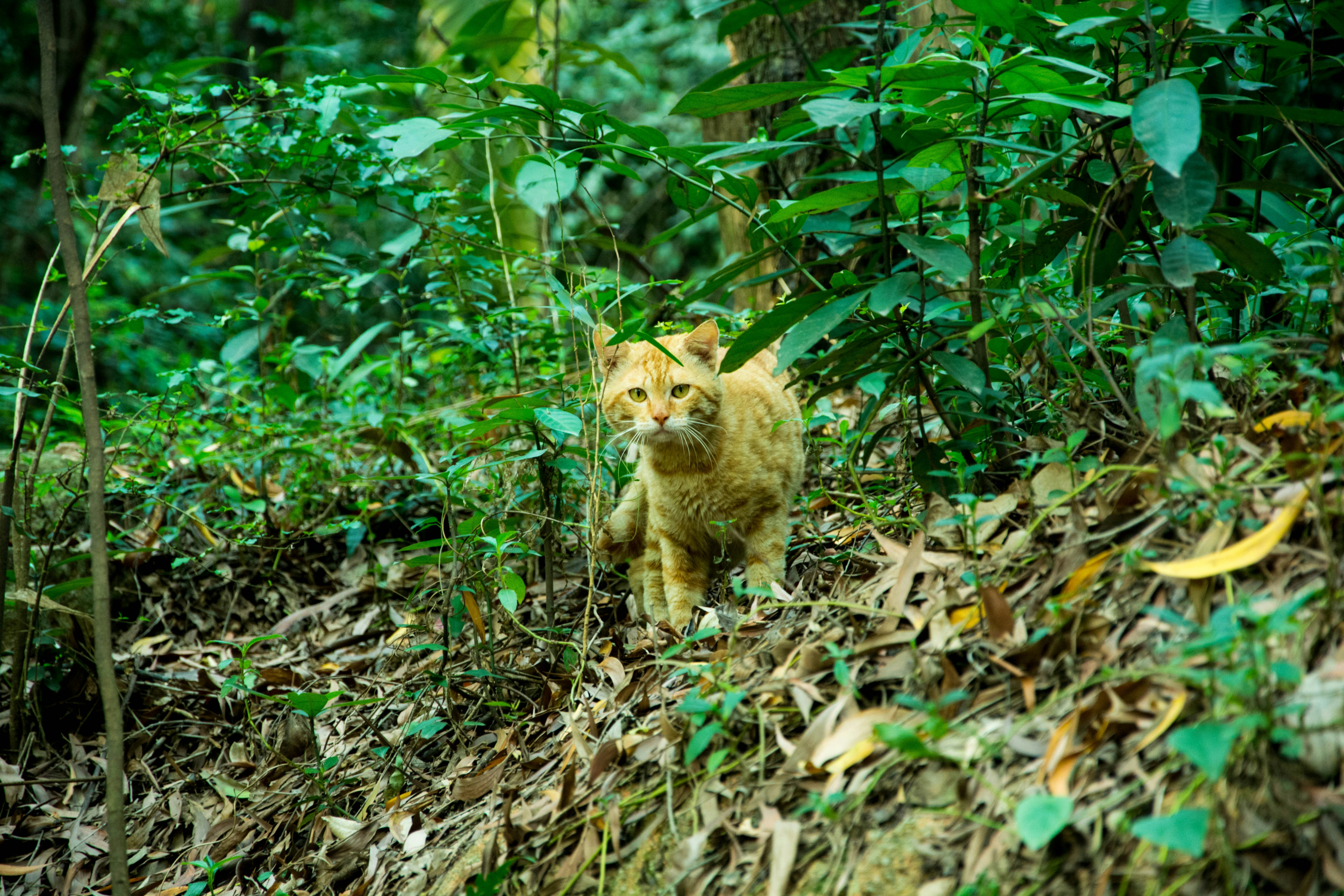 An orange cat cautiously navigates through dense greenery, blending with the natural surroundings. The scene captures a moment of curiosity and exploration.