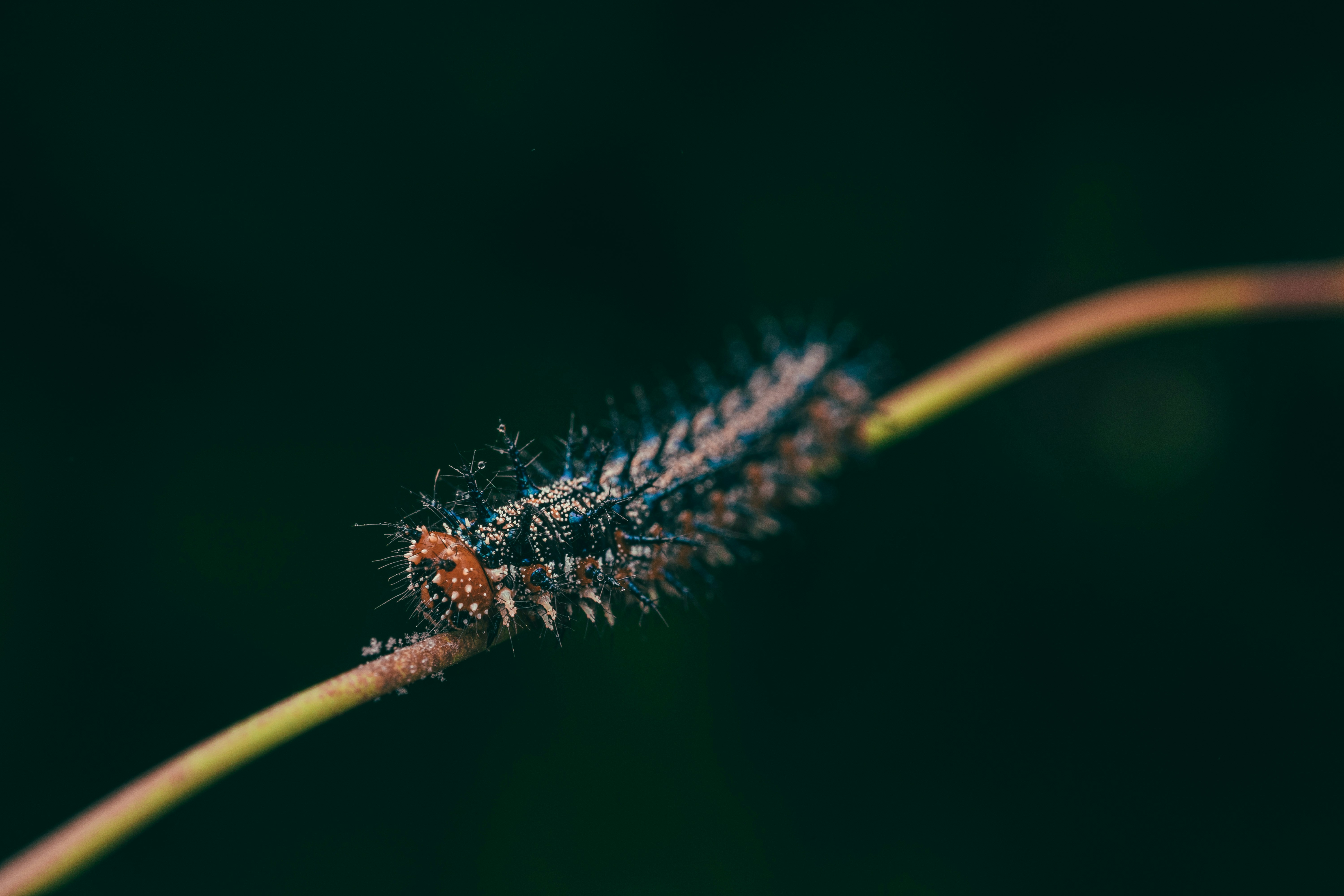 A close up of a plant stem with a bug crawling on it photo – Free ...