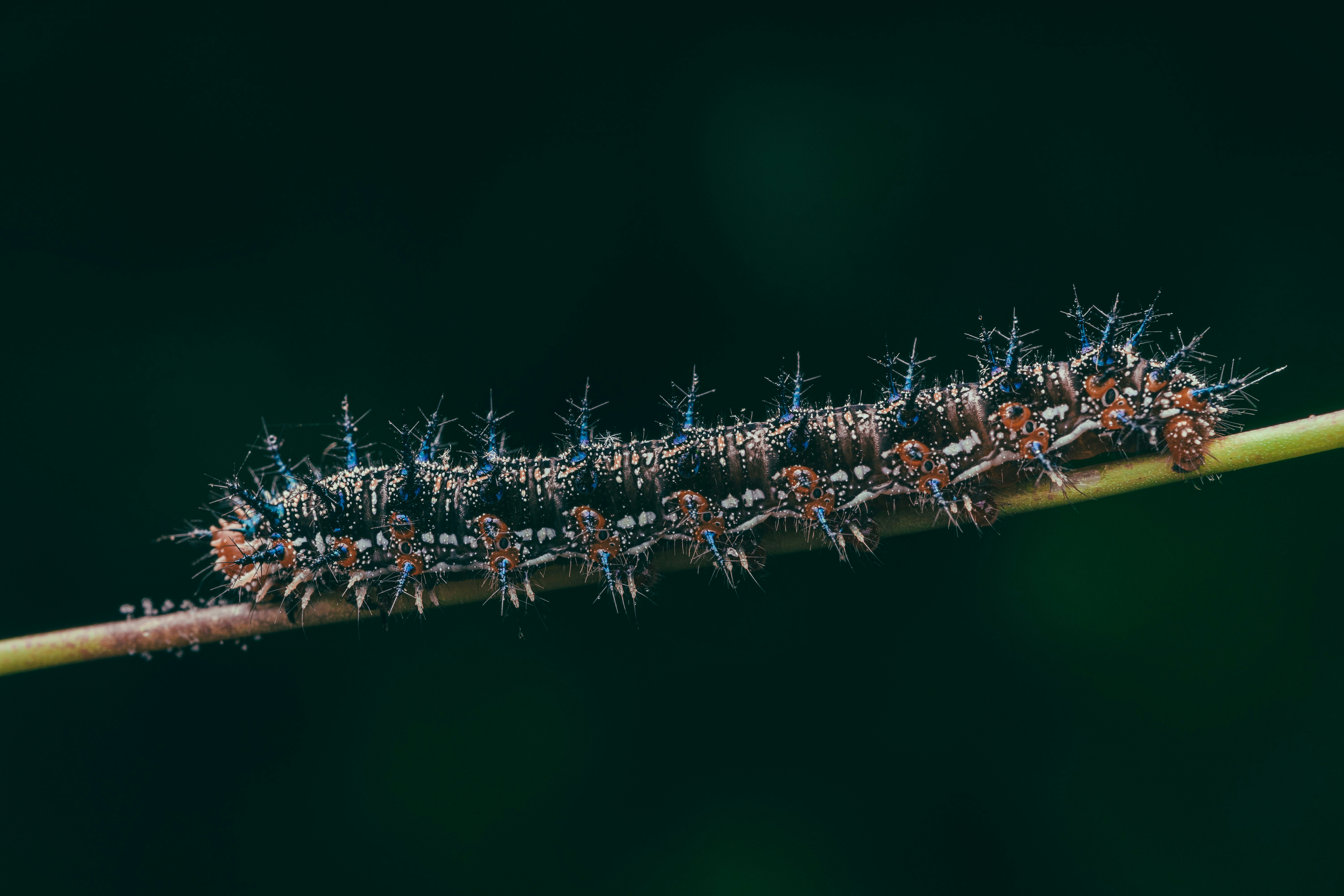 Common Buckeye butterfly caterpillar (Junonia coenia) on the stem of a plant.