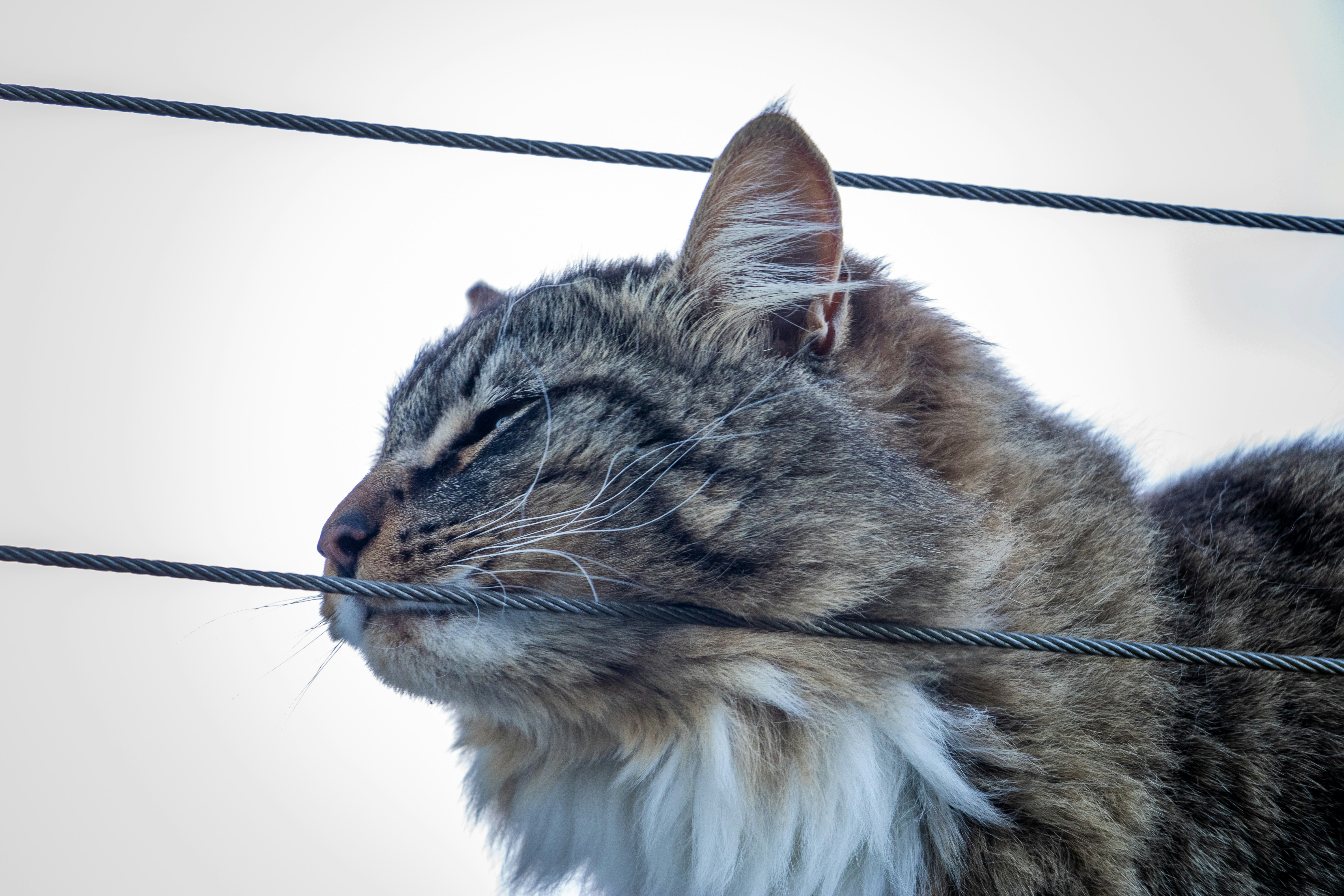 Cat profile rests between parallel cables, with soft light highlighting fur texture. The composition emphasizes the feline calm against a muted background.