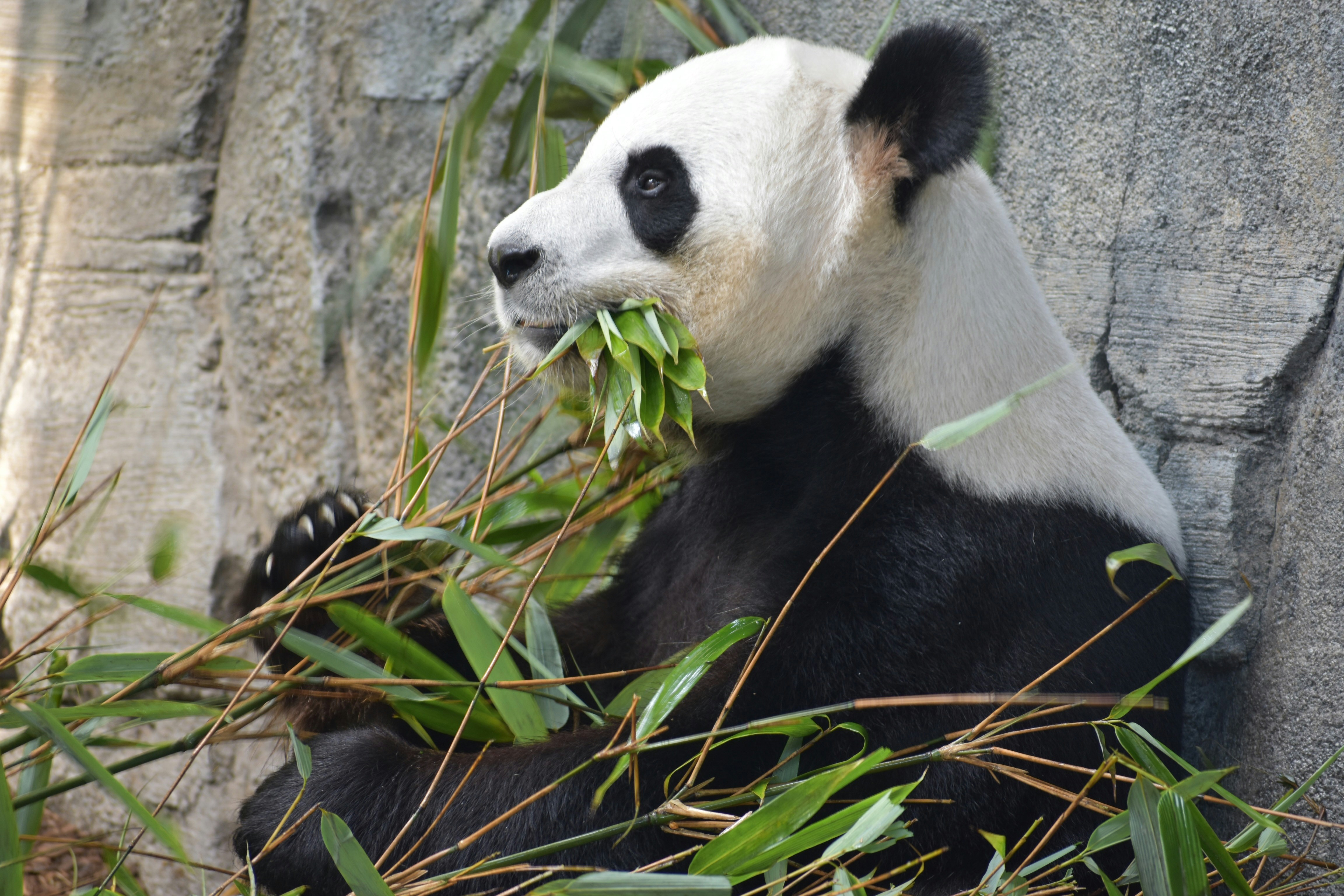 Focused Panda Snacking: Close-Up of Bamboo Feasting Expression