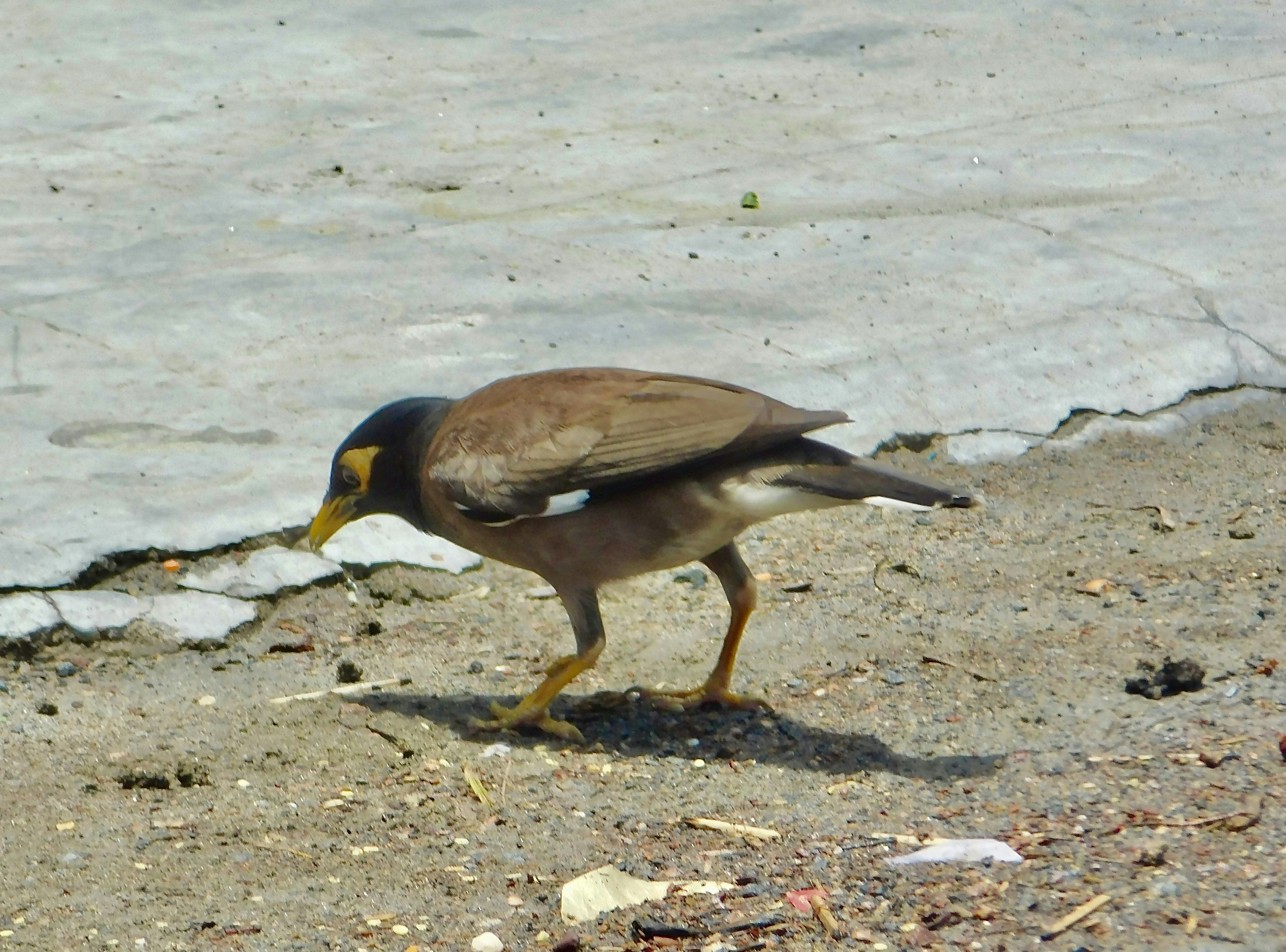 A bird with distinctive yellow and black markings foraging on a sandy surface, surrounded by a textured backdrop of concrete and debris.