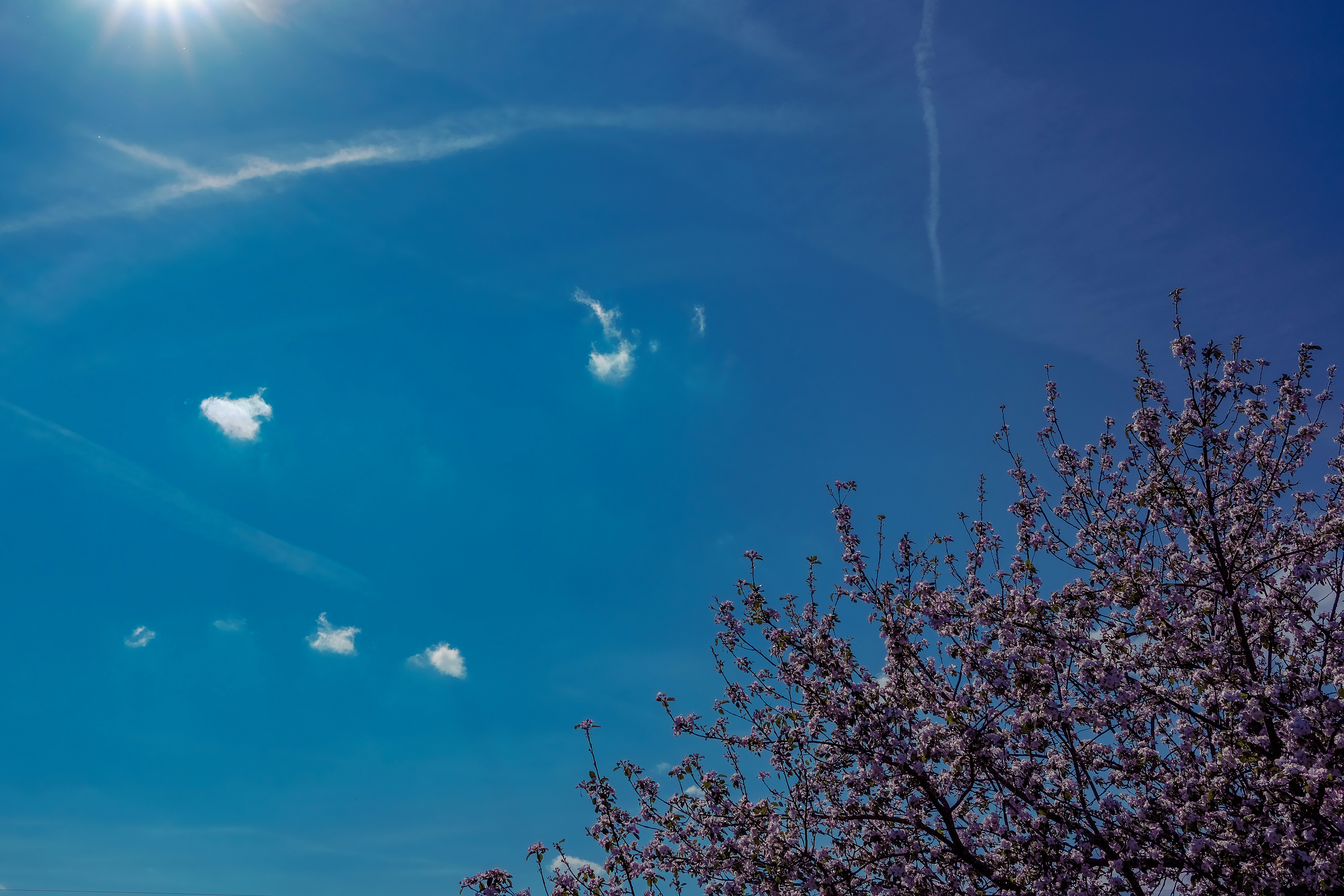 Cherry Blossoms Framing a Vivid Blue Sky