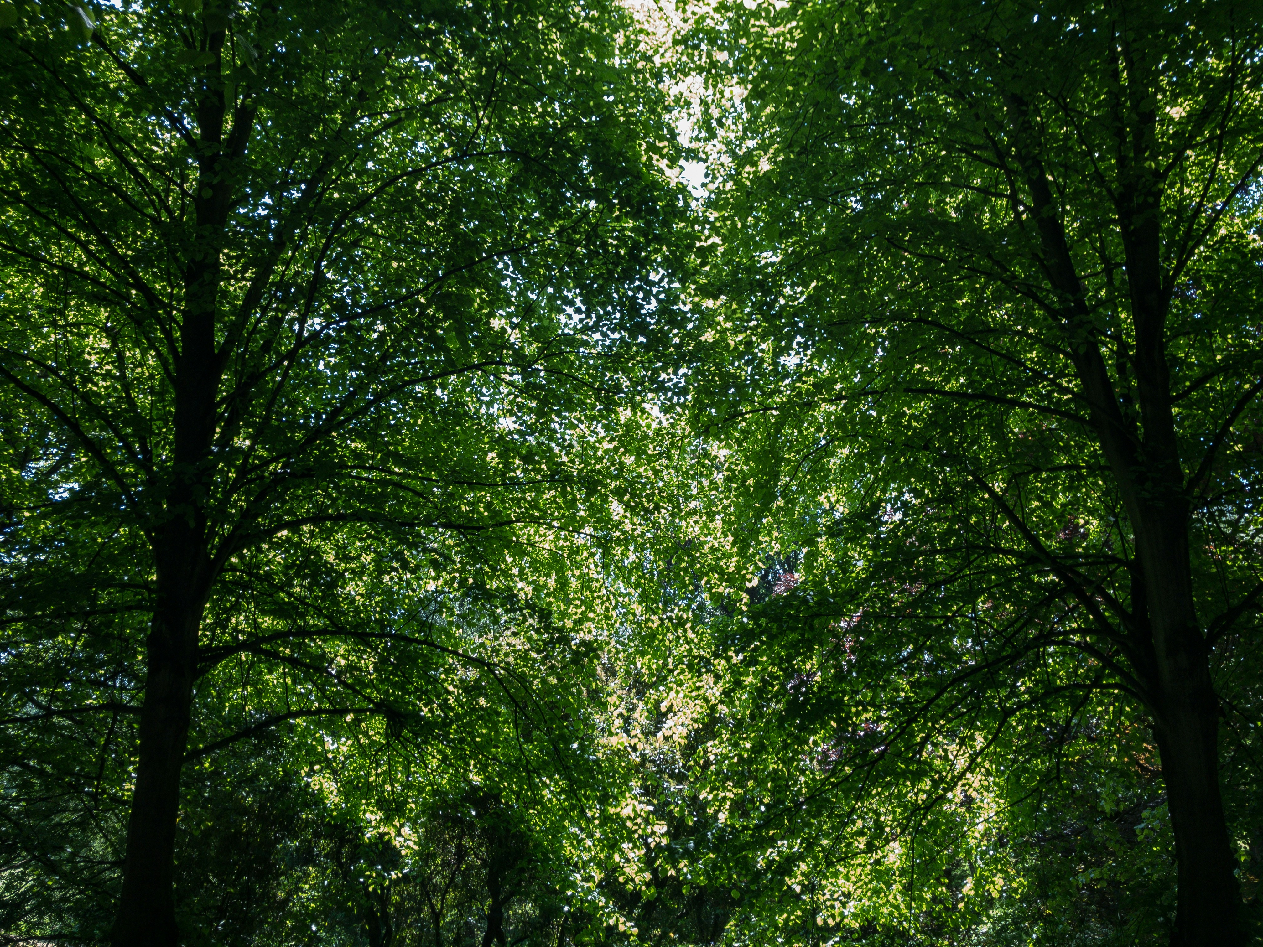 Sunlight filters through a dense canopy of green leaves, casting intricate shadows on the ground.