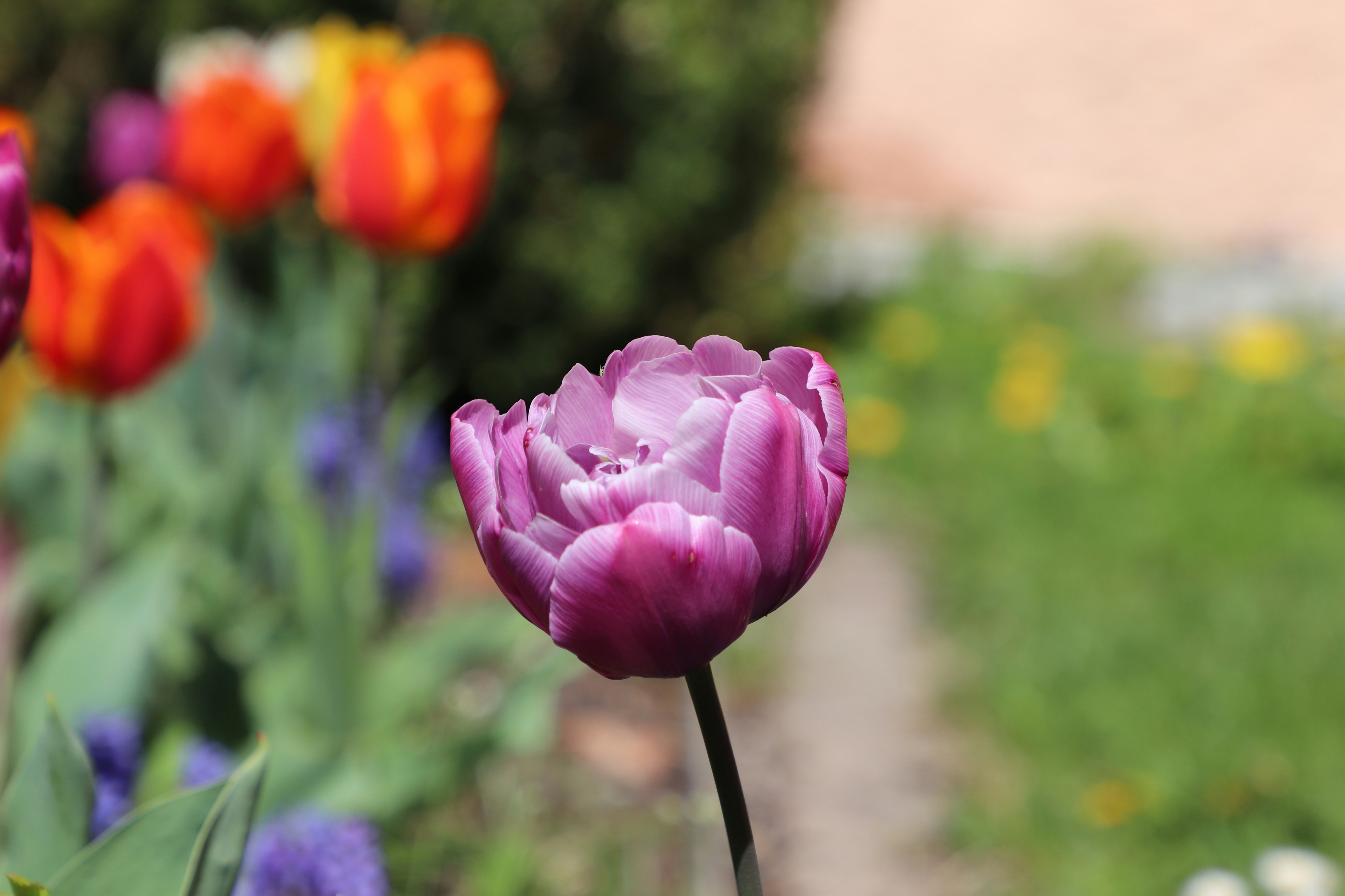 a close up of a purple flower in a garden