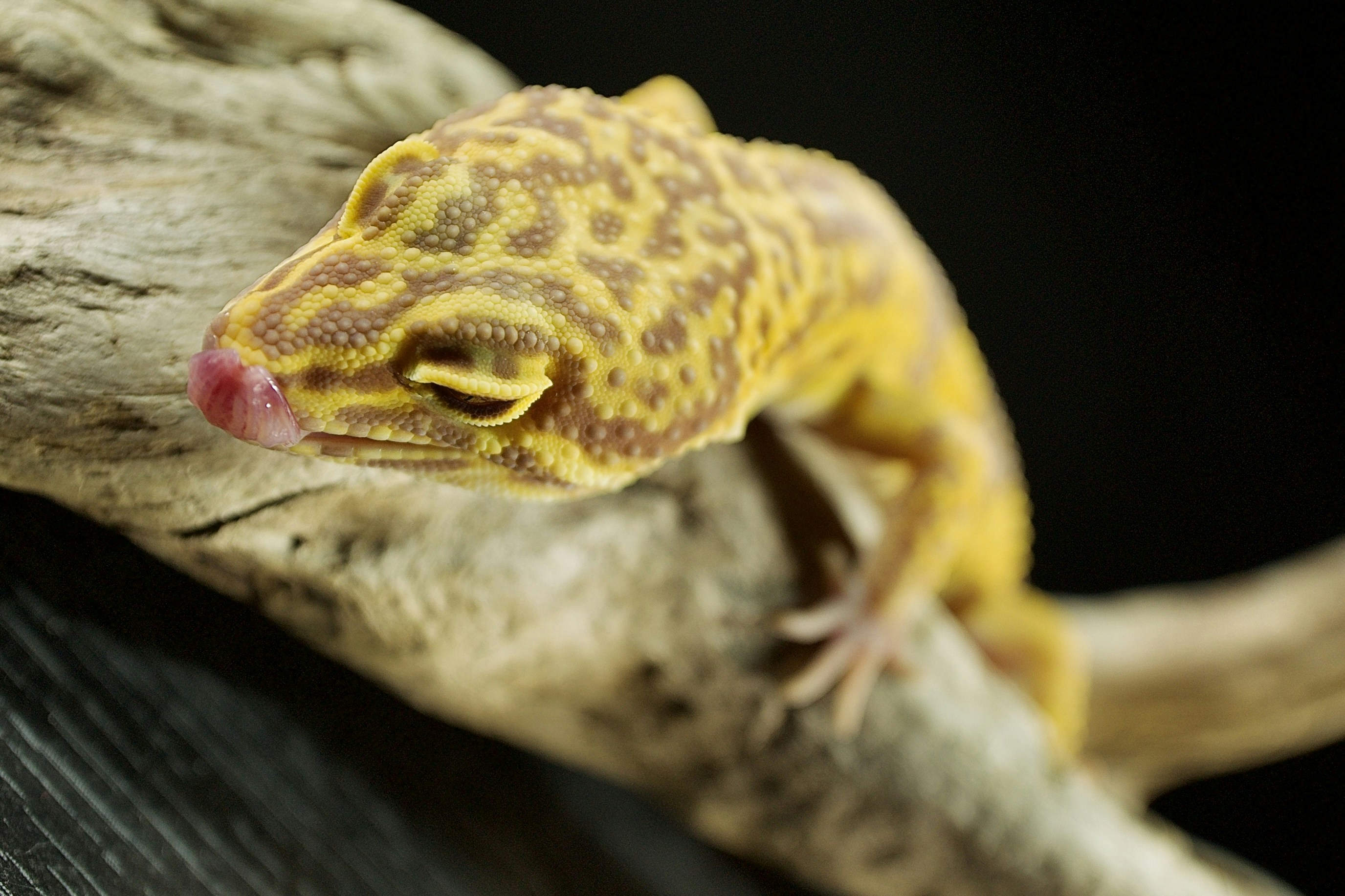 A yellow and brown gecko sitting on top of a tree branch photo – Free ...